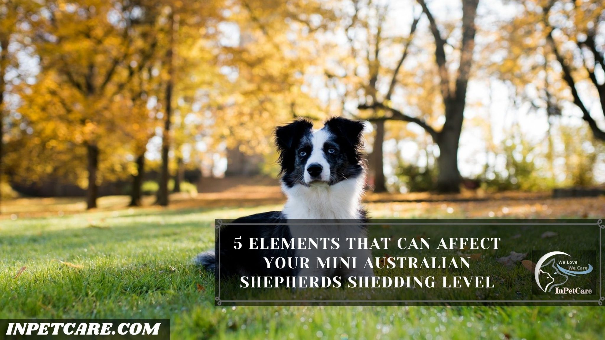 Do Mini Australian Shepherds Shed? - A Complete Guide