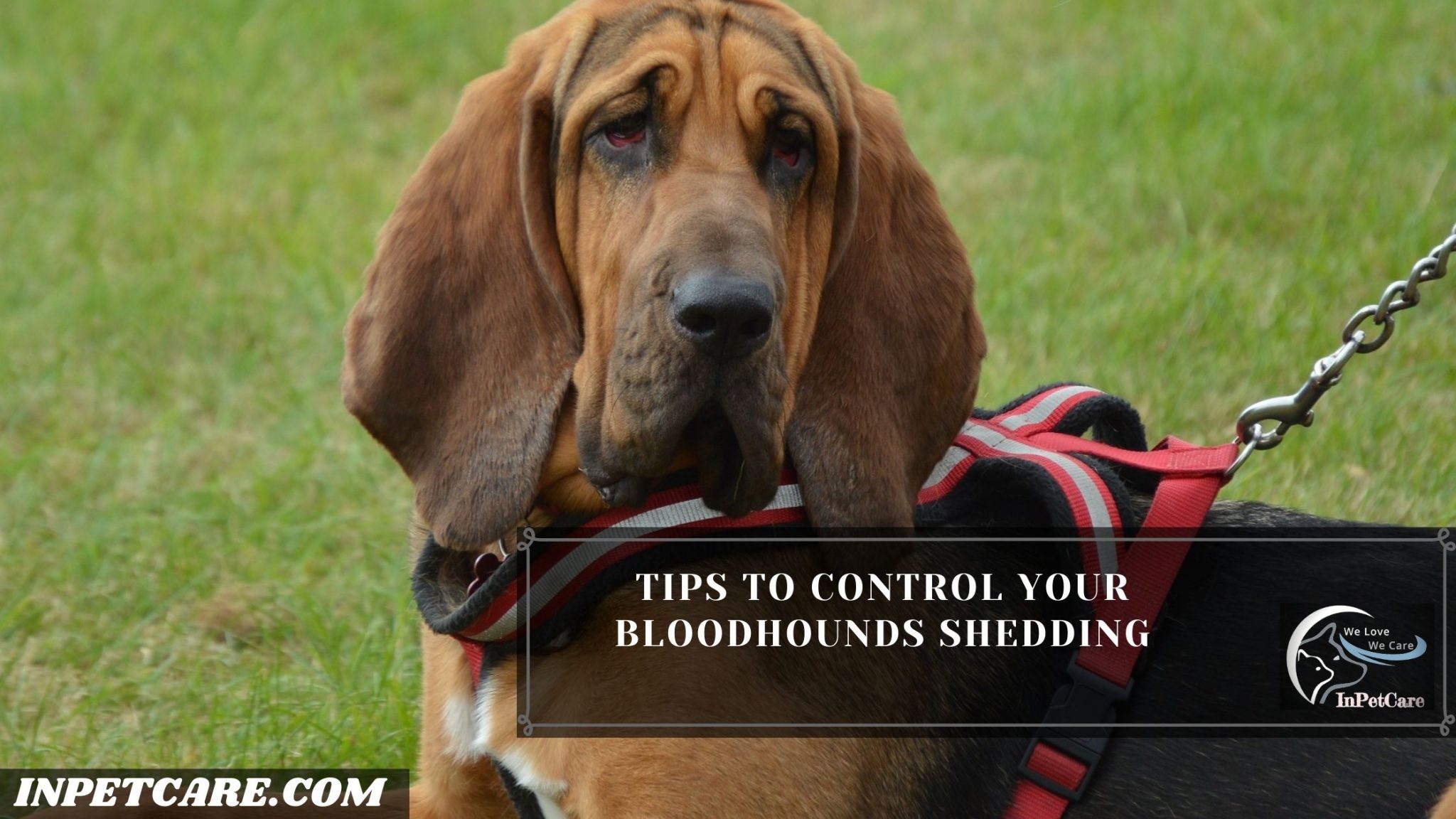 Do Bloodhounds Shed? Tips To Control Its Excessive Shedding