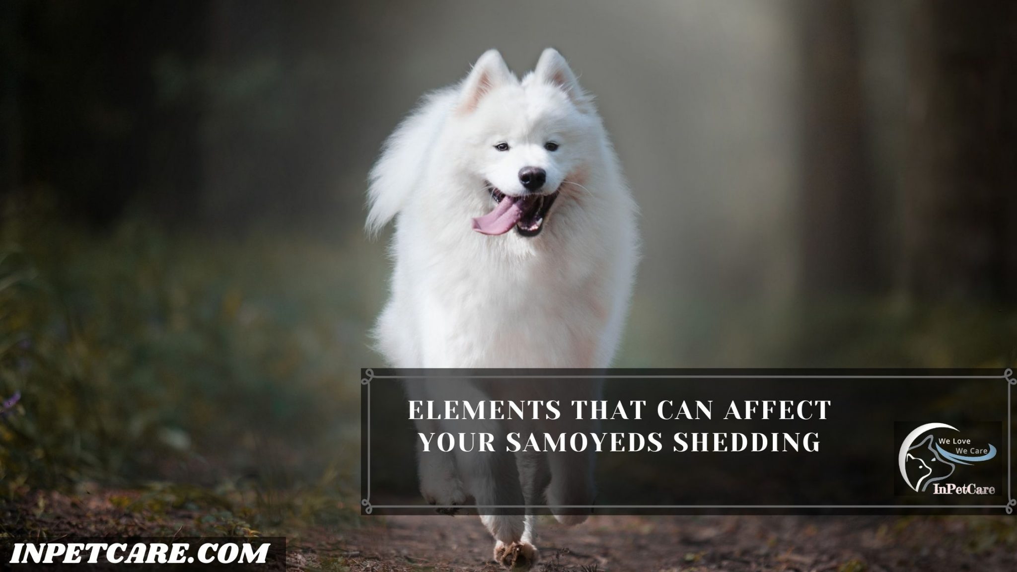 Do Samoyeds Shed? (Tips To Control Its Excessive Shedding)