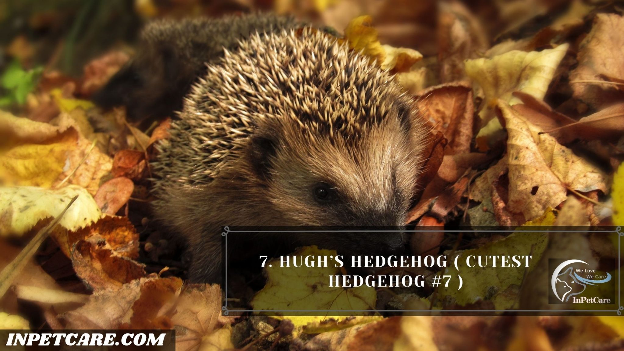 9 Cutest Hedgehogs Of The World To Pet (With Pictures)