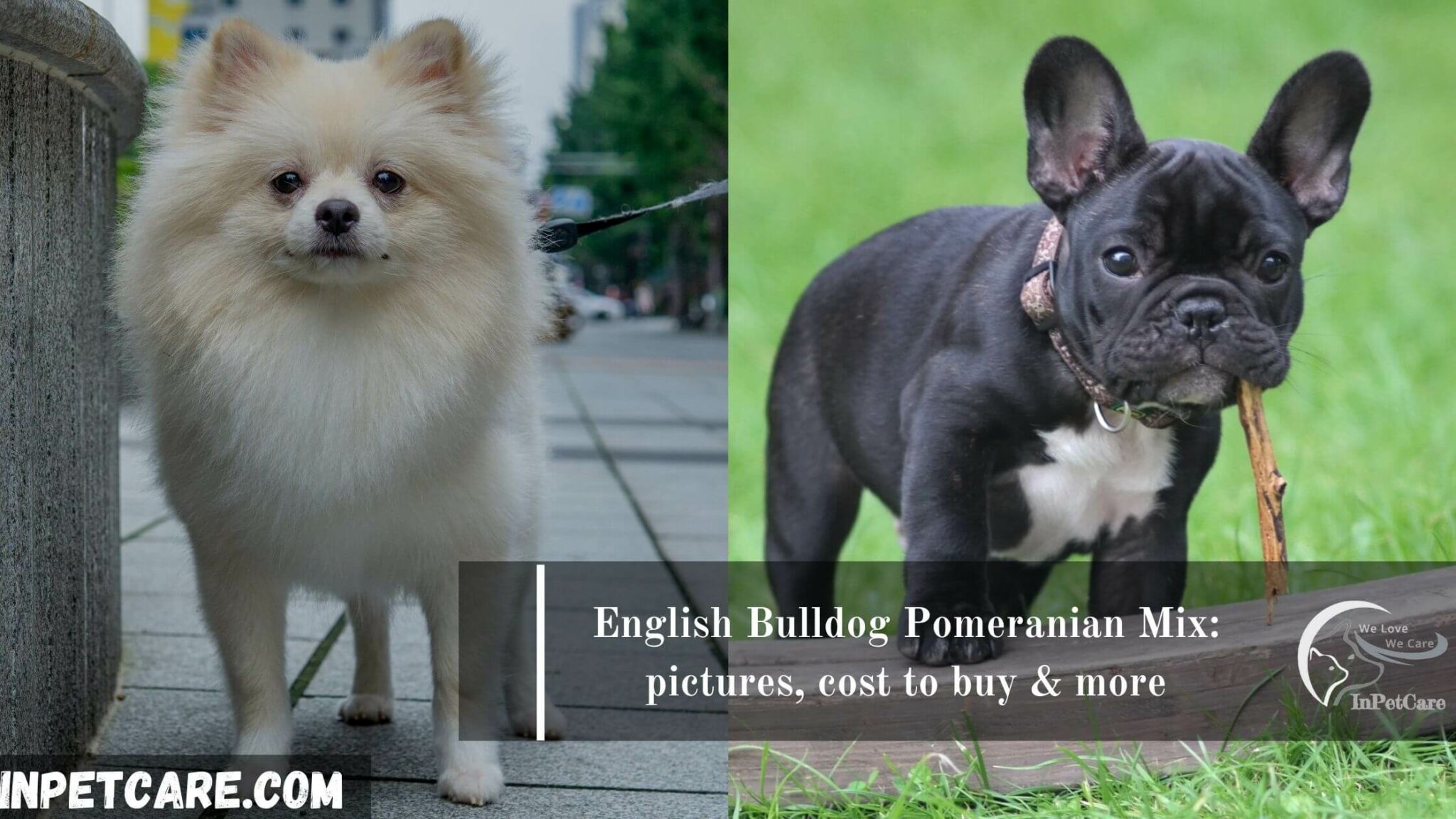 English Bulldog Pomeranian Mix: Pictures, Cost To Buy & More