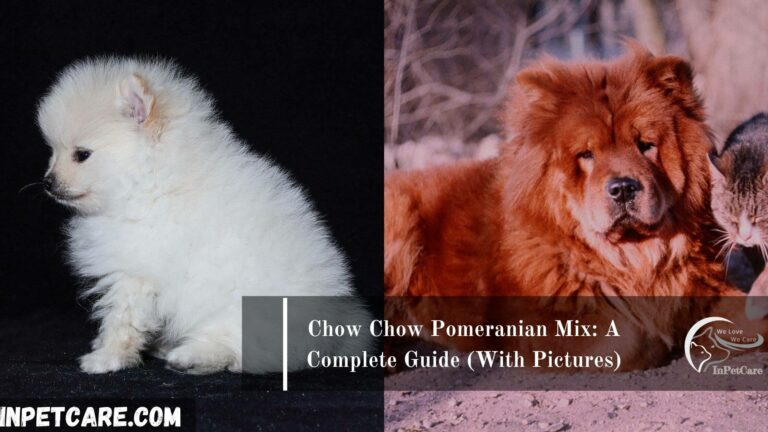 Chow Chow Pomeranian Mix: A Complete Guide (With Pictures)