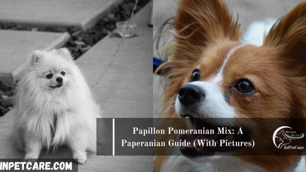 Paperanian Mix