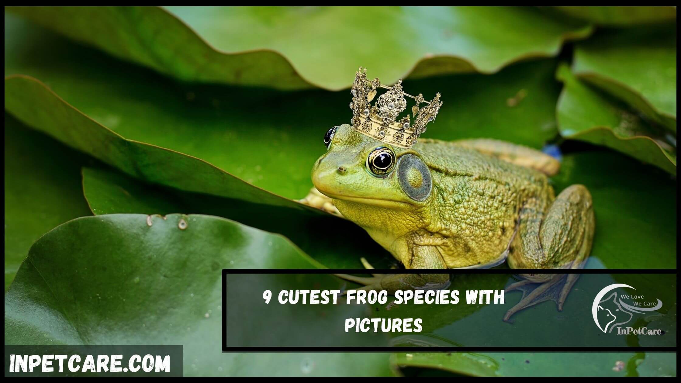 9 Cutest Frog Species With Pictures