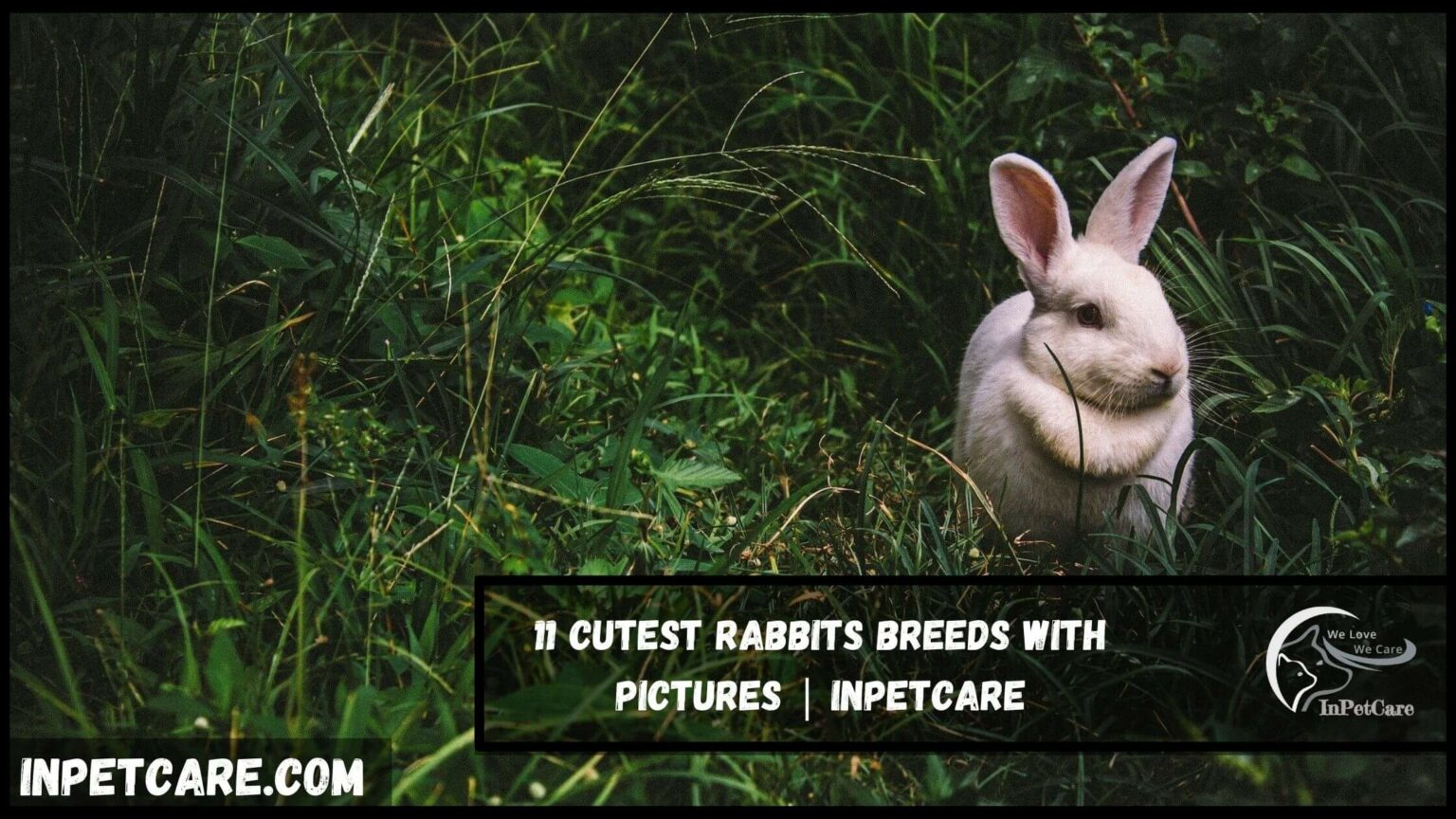 11 Cutest Rabbits Breeds With Pictures