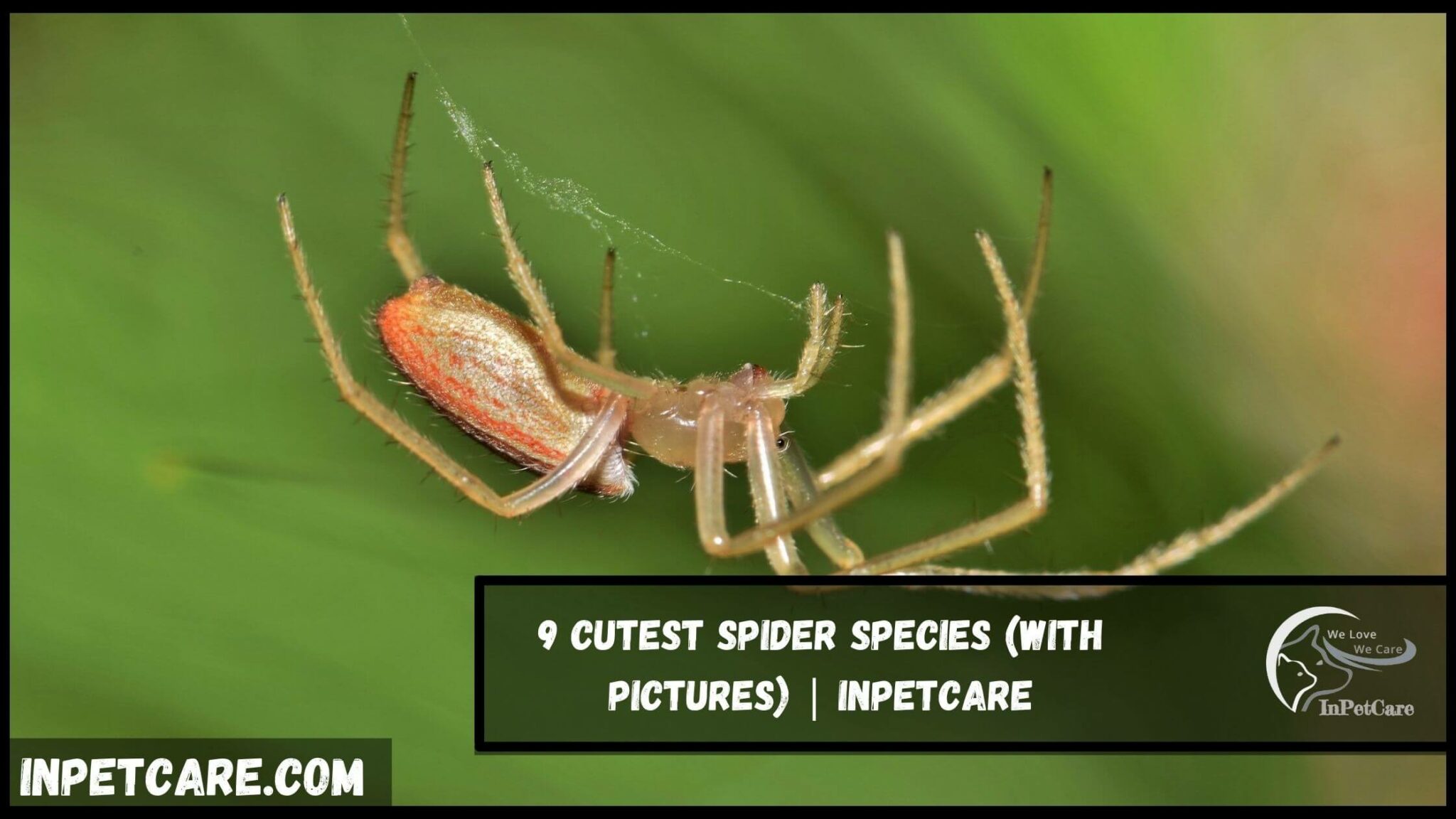 9 Cutest Spider Species With Pictures