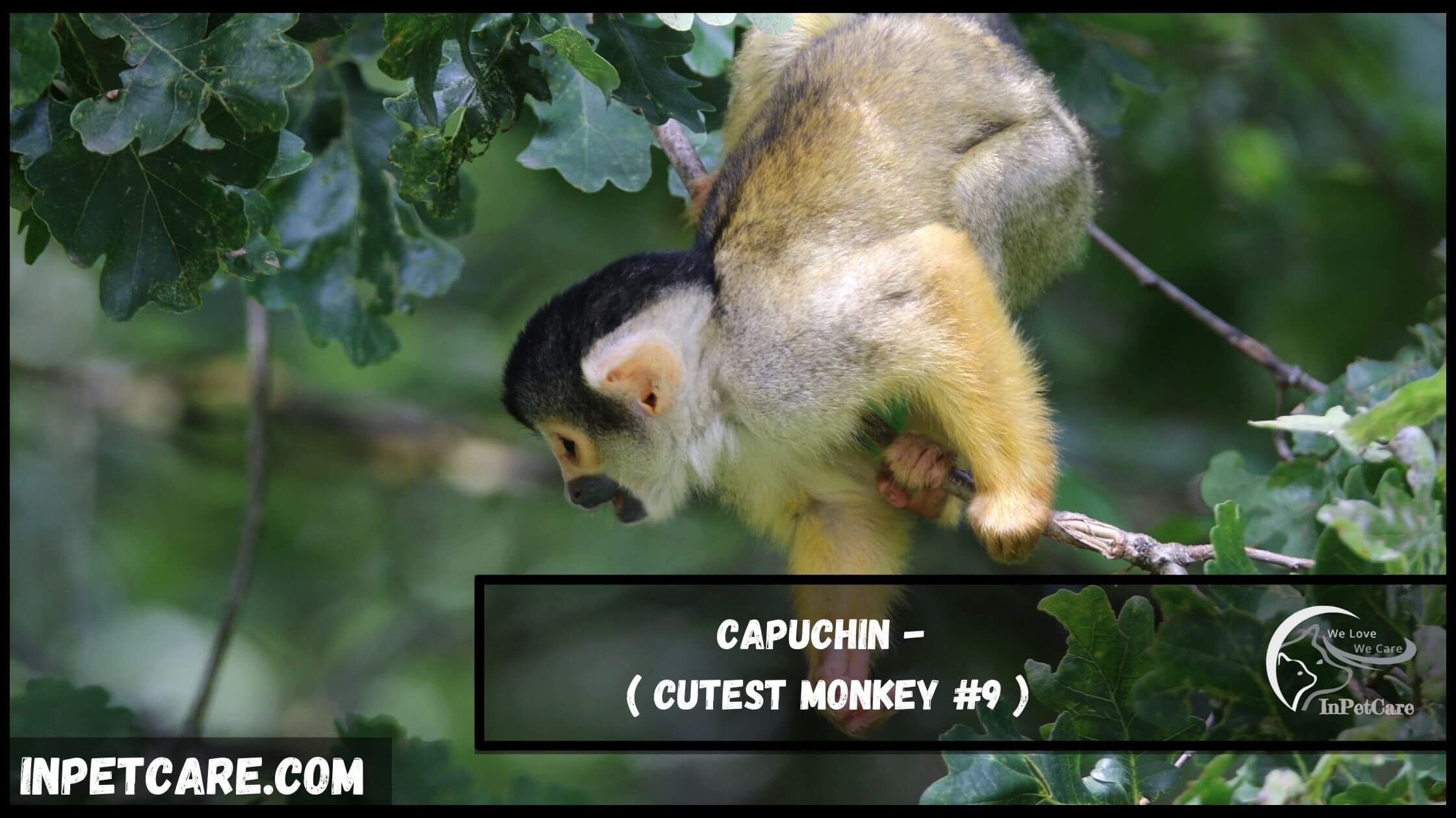 9 Cutest Monkey Breeds (With Pictures)