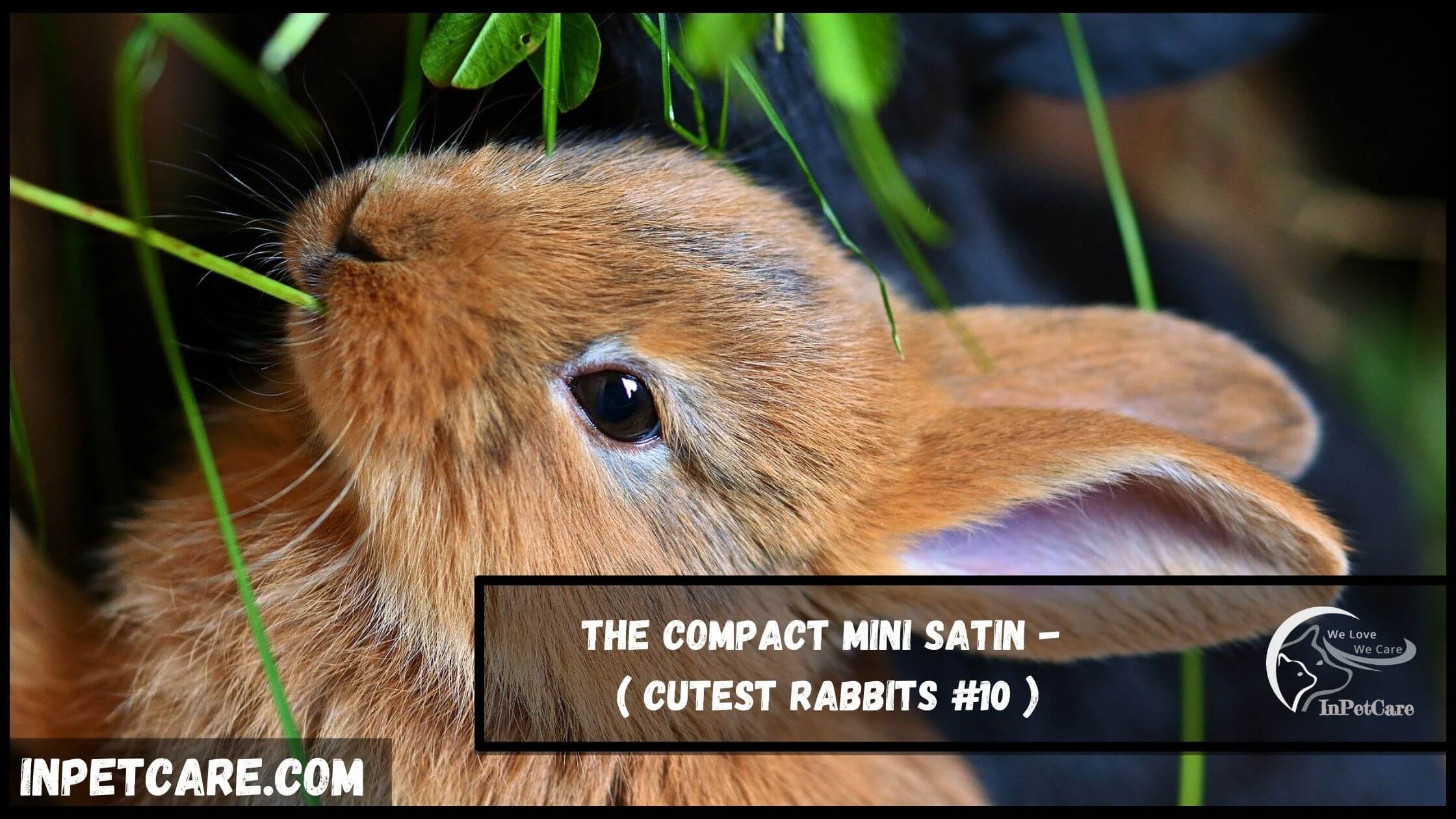 11 Cutest Rabbits Breeds With Pictures