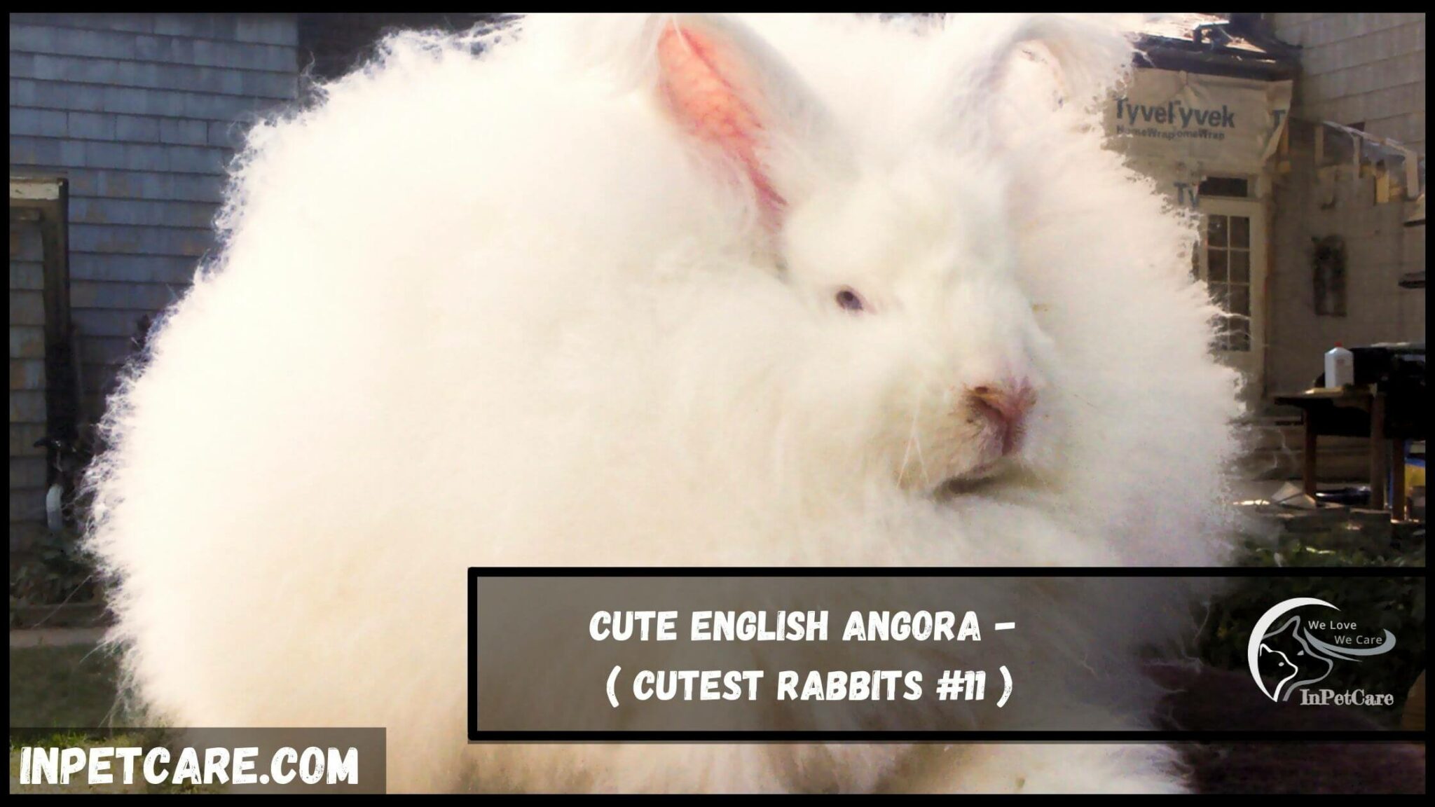 11 Cutest Rabbits Breeds With Pictures