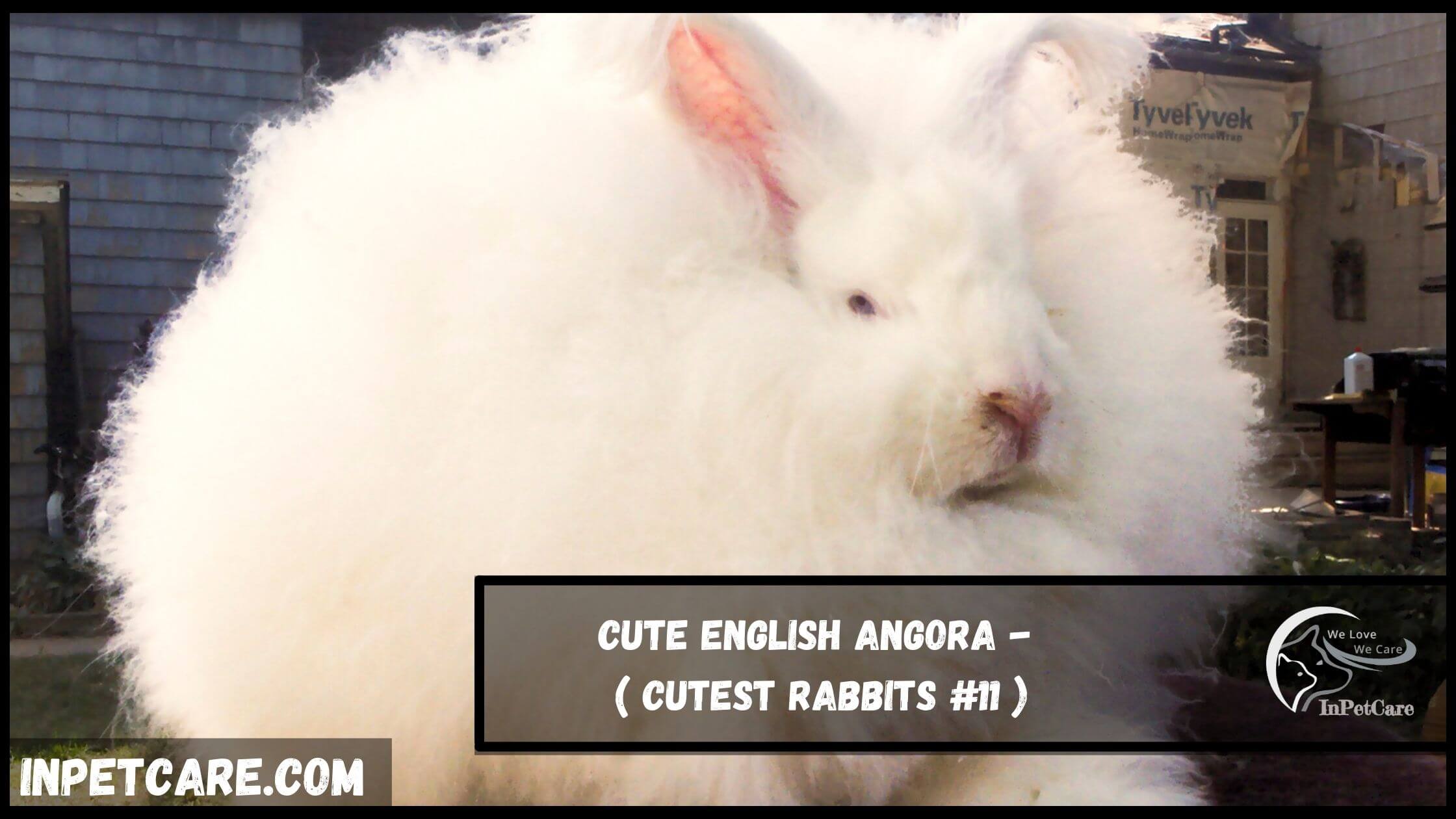 11 Cutest Rabbits Breeds With Pictures