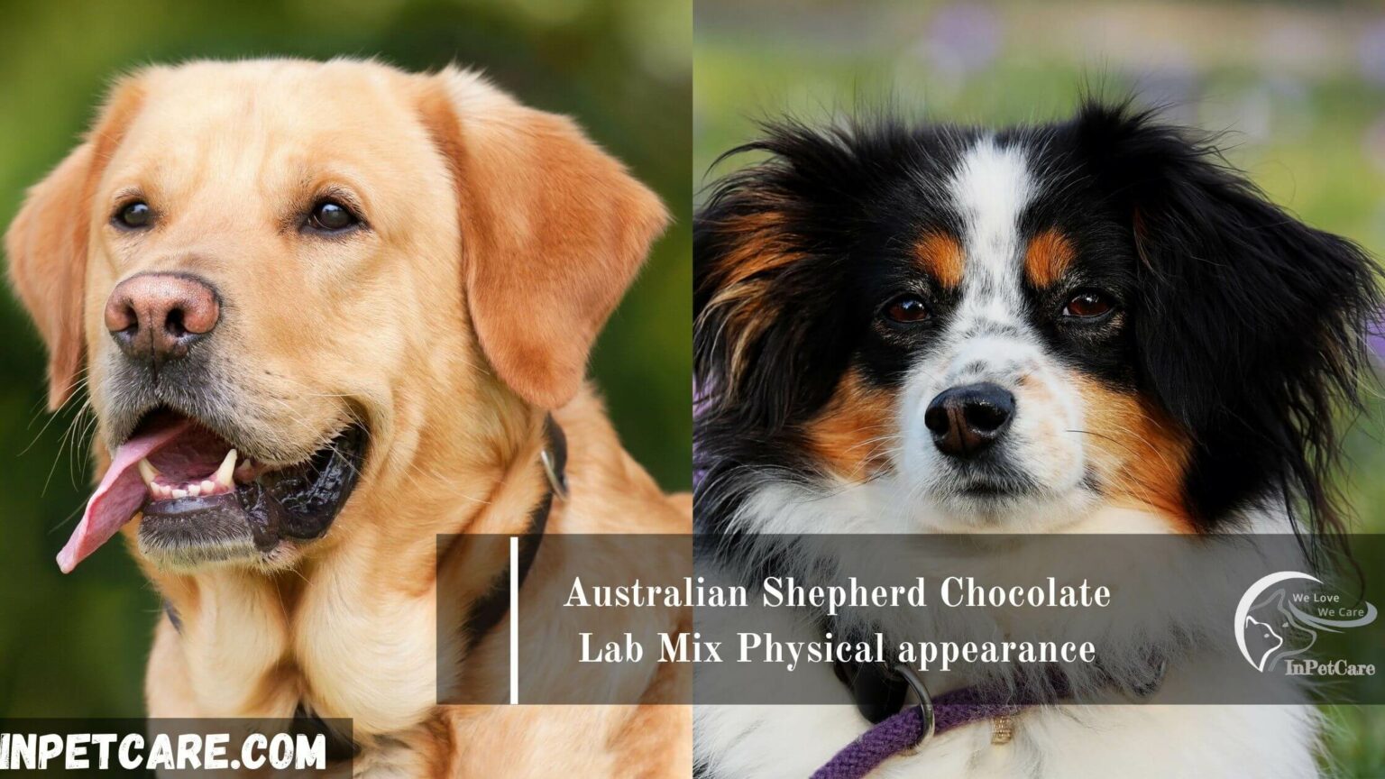 Australian Shepherd Chocolate Lab Mix: Full Guide With Photo