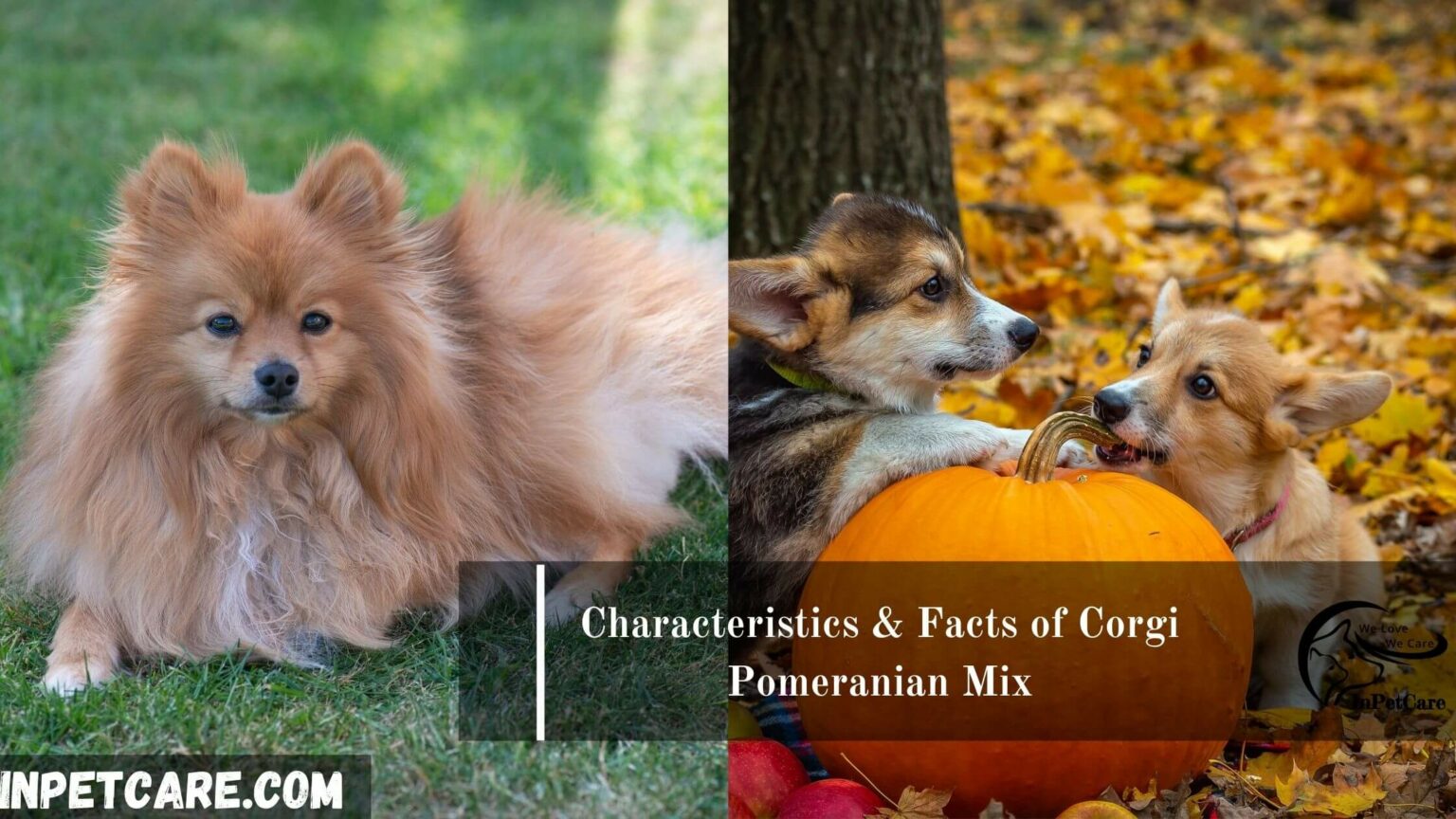 Corgi Pomeranian Mix: Pictures, Care, Cost & More