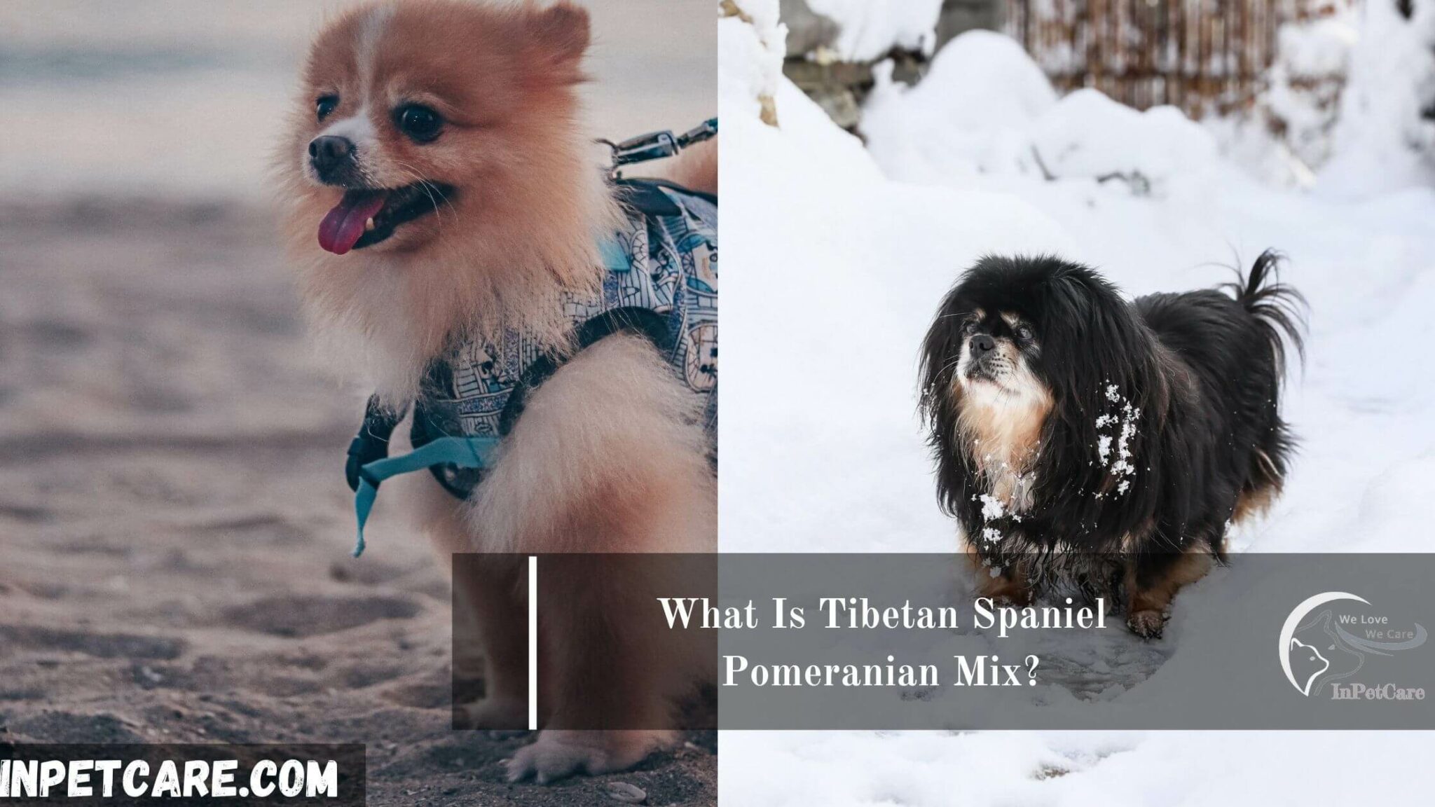 Tibetan Spaniel Pomeranian Mix: A Full Guide (With Pictures)