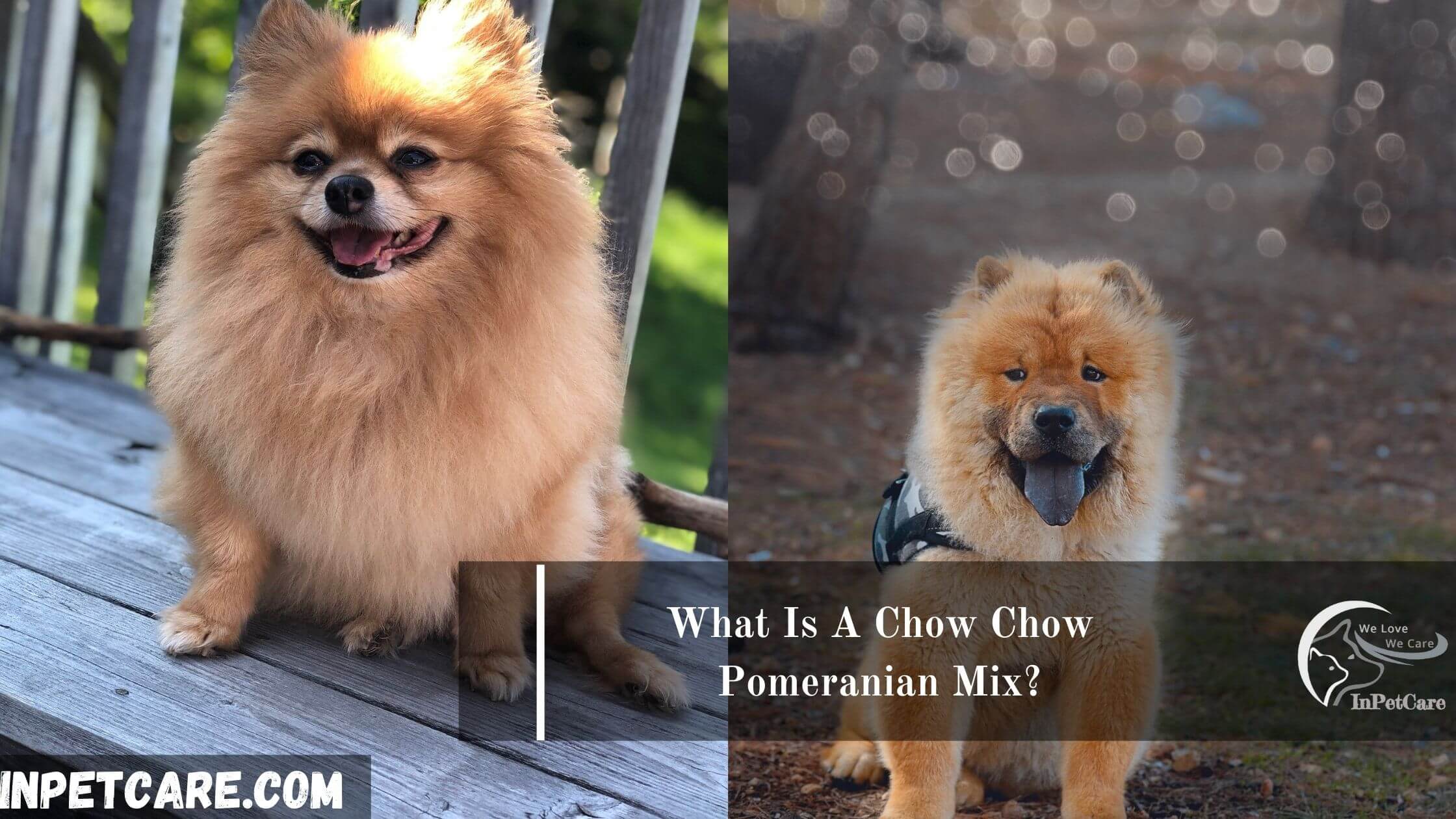 Chow Chow Pomeranian Mix