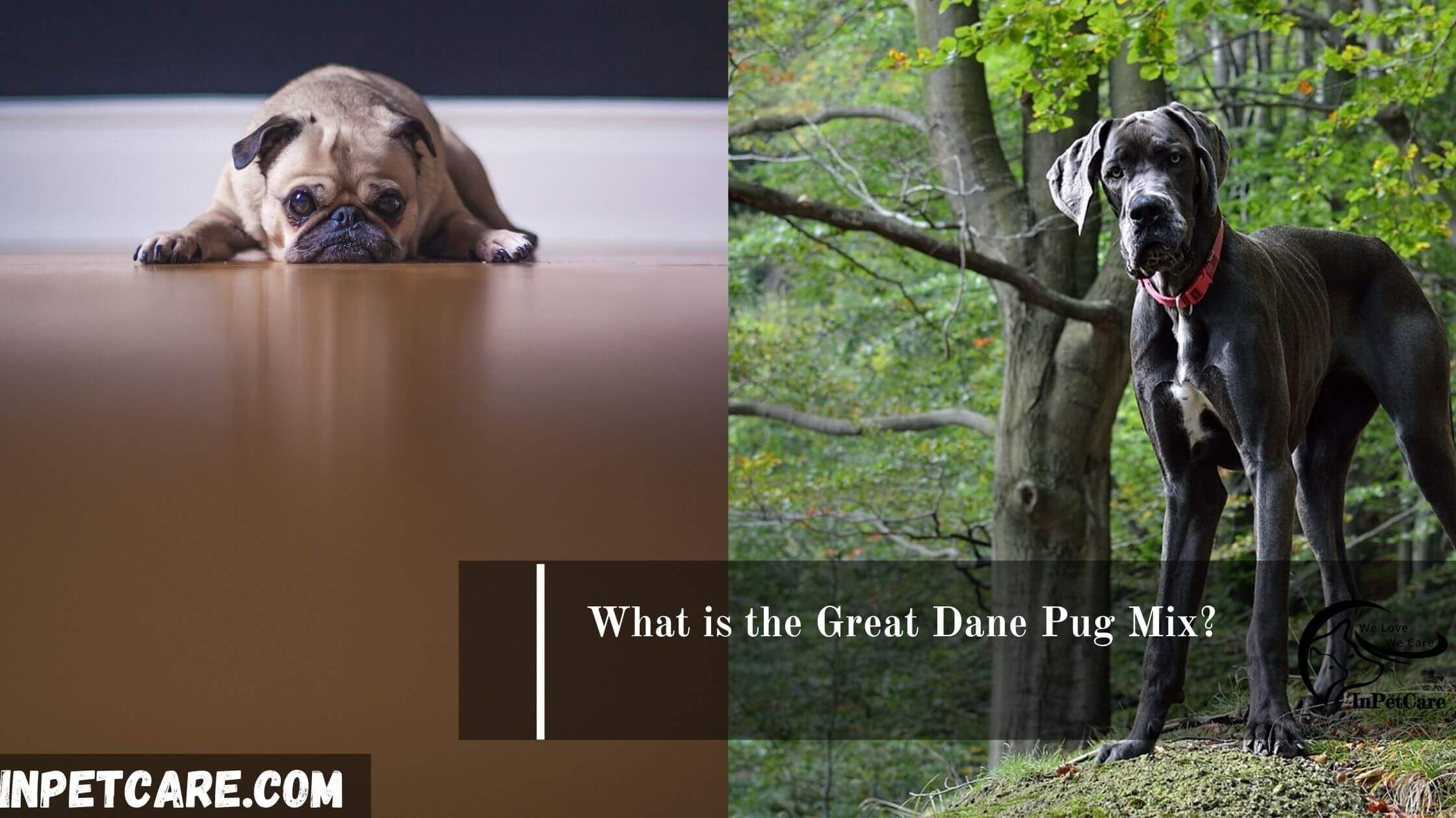 Pug Great Dane Mix: Cost, Pictures, Care & Many More