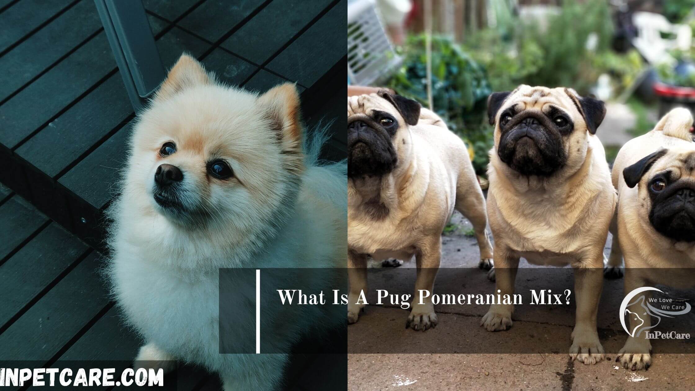 Pug Pomeranian Mix: Pictures, Cost To Buy & More