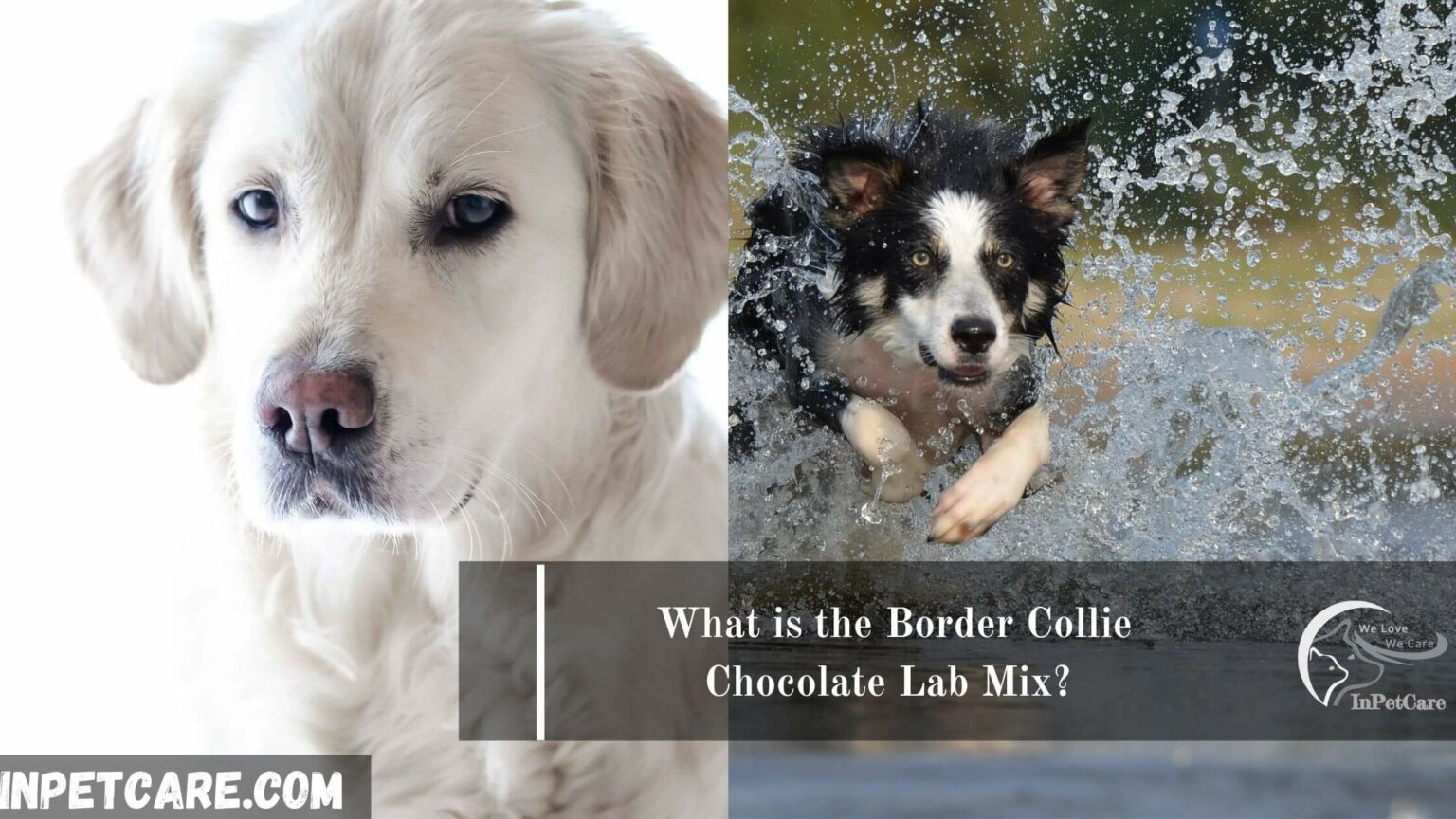 Border Collie Chocolate Lab Mix: Complete Guide With Photos
