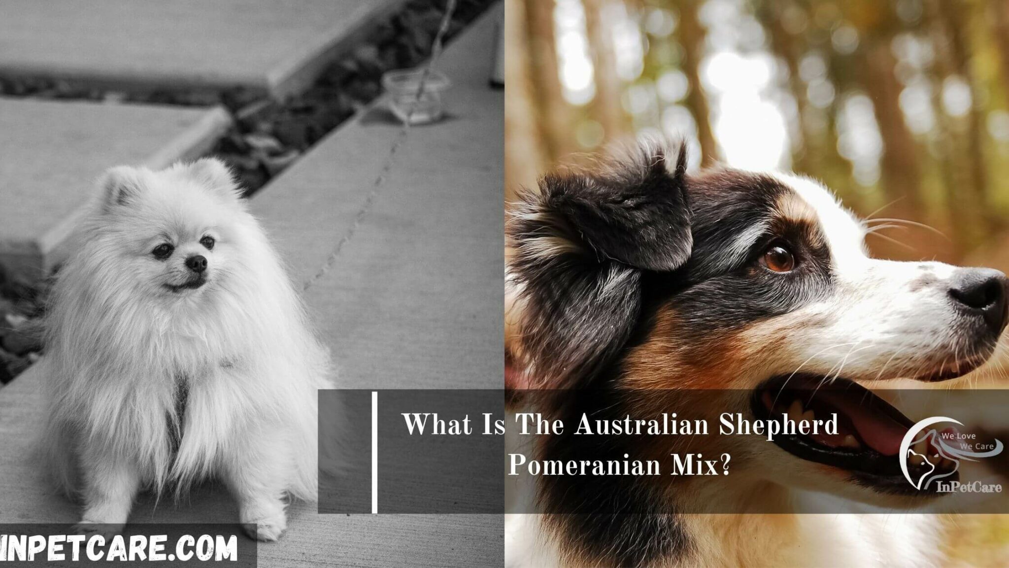 Australian Shepherd Pomeranian Mix: Pictures, Cost To Buy & More