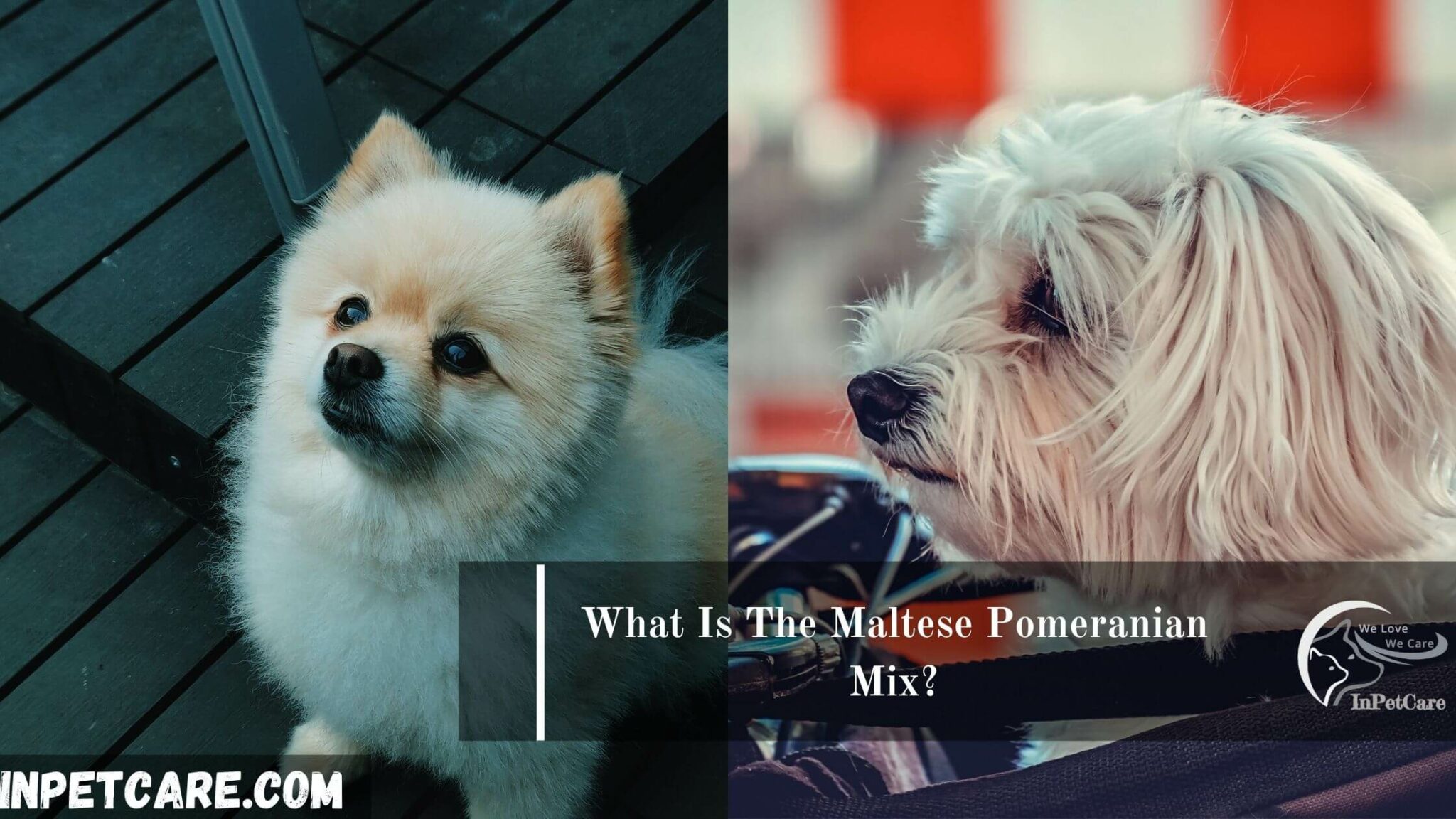 Maltese Pomeranian Mix/MaltiPom: Pictures, Cost To Buy & More