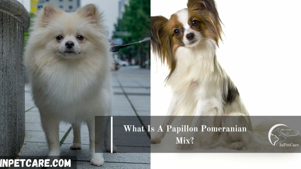 Papillon Pomeranian Mix