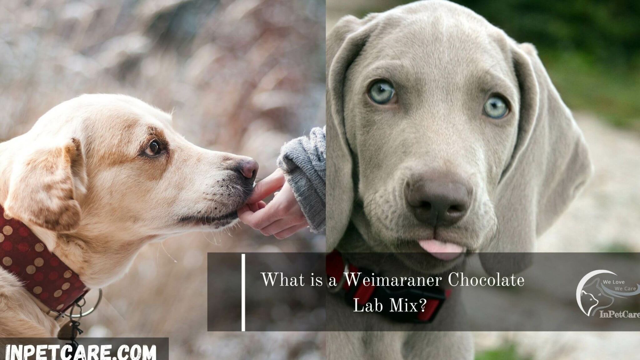 Weimaraner Chocolate Lab Mix: 2023 Guide With Photos