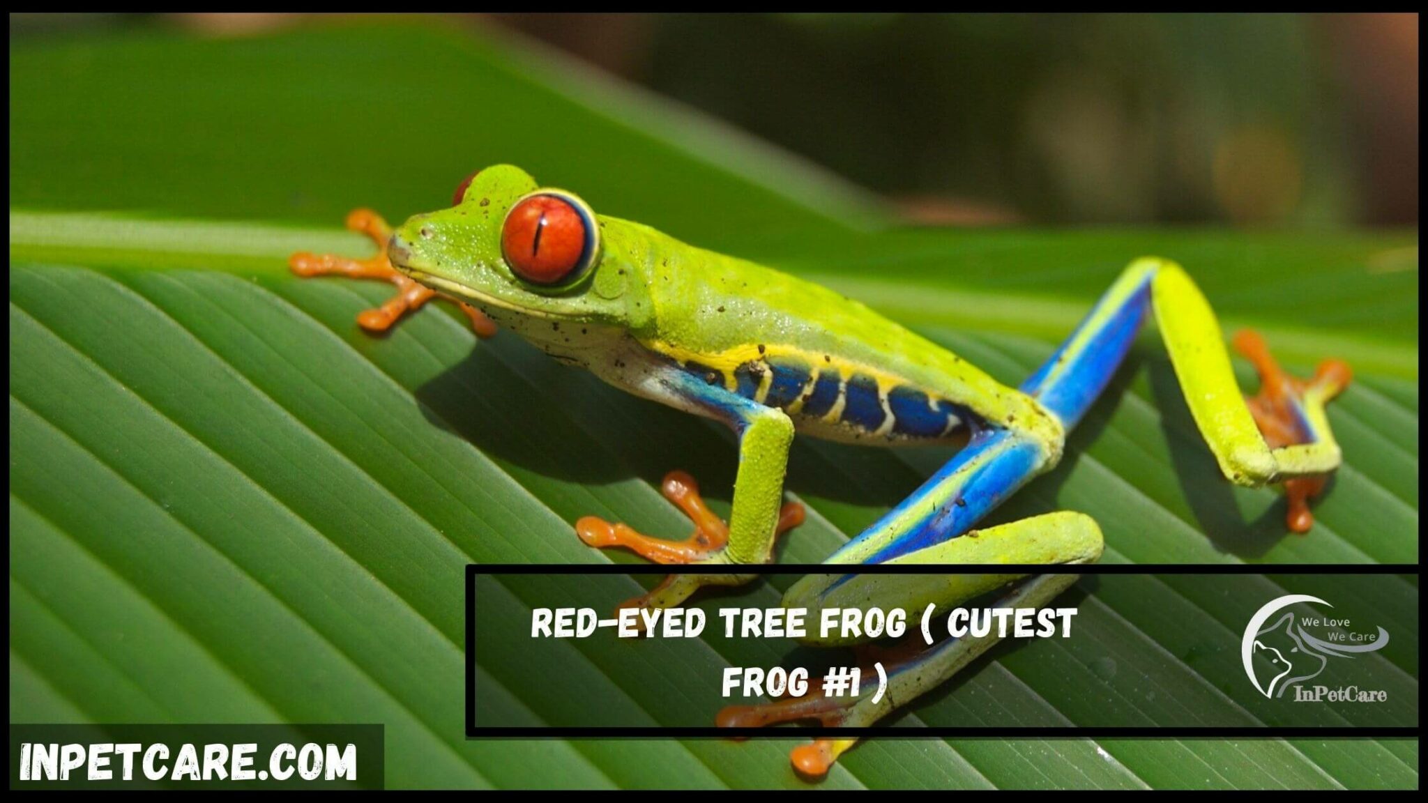 9 Cutest Frog Species With Pictures