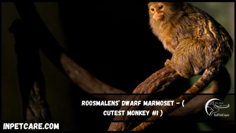 9 Cutest Monkey Breeds (With Pictures)