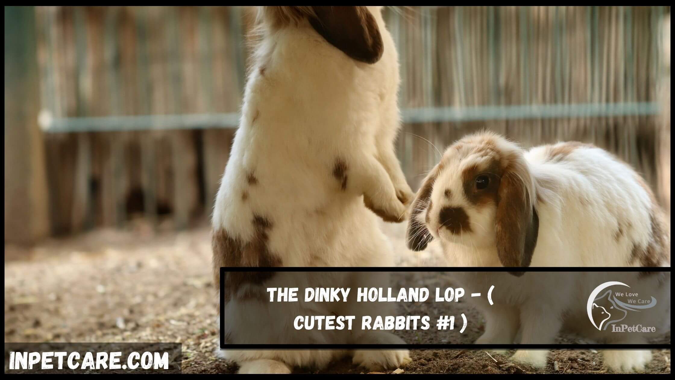 11 Cutest Rabbits Breeds With Pictures