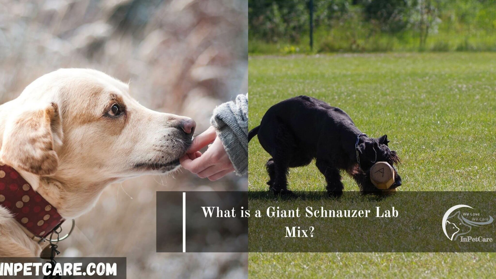 Giant Schnauzer Lab Mix: Cost, Pictures, Care & Many More