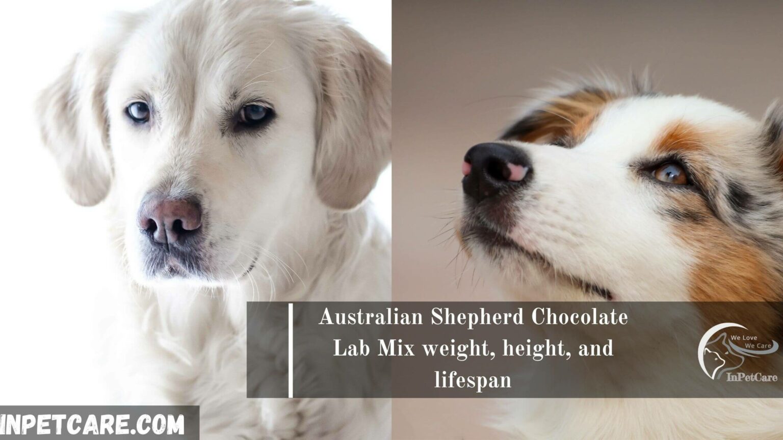 Australian Shepherd Chocolate Lab Mix: Full Guide With Photo