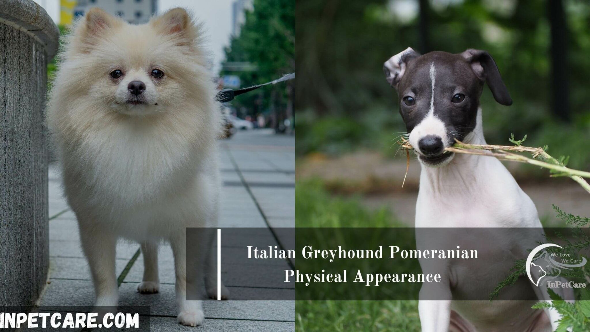 Italian Greyhound Pomeranian Mix: A Full Guide (+Pictures)
