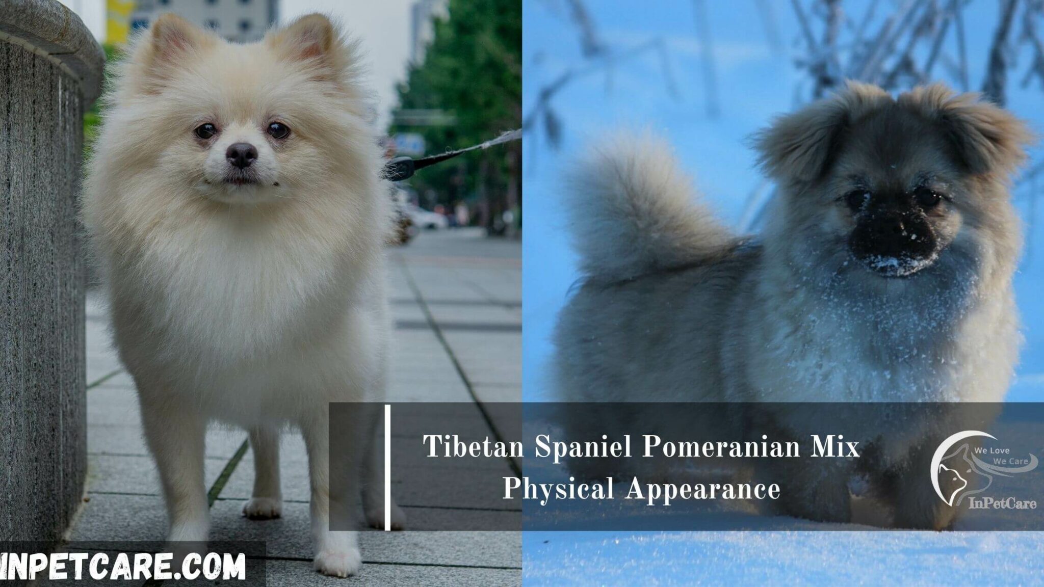 Tibetan Spaniel Pomeranian Mix: A Full Guide (With Pictures)