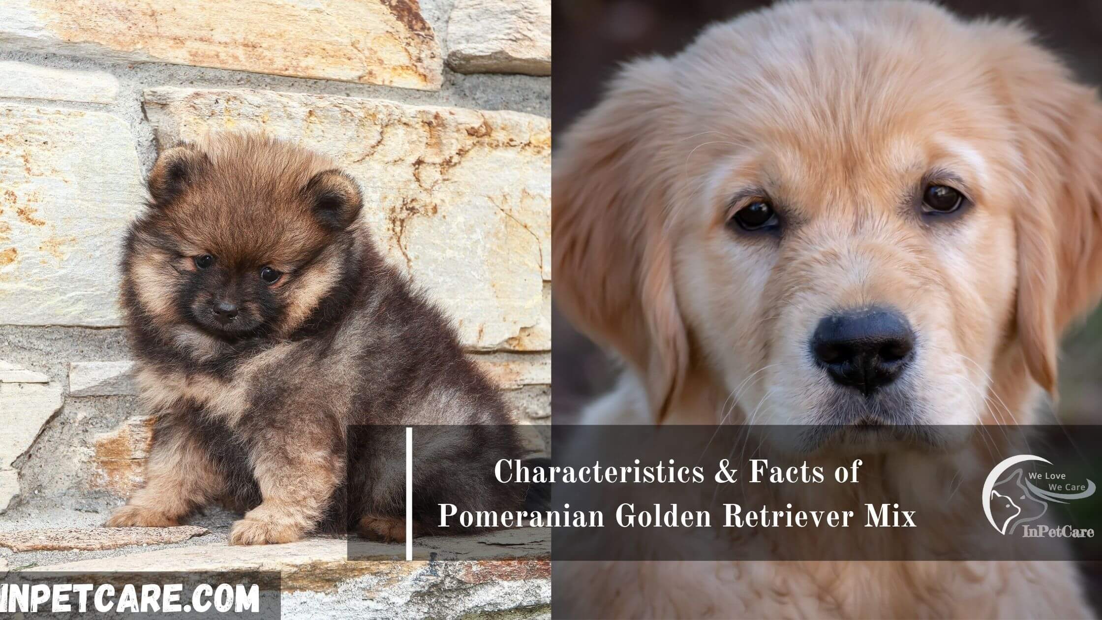 Pomeranian Golden Retriever Mix: A Complete Guide (+Photos)
