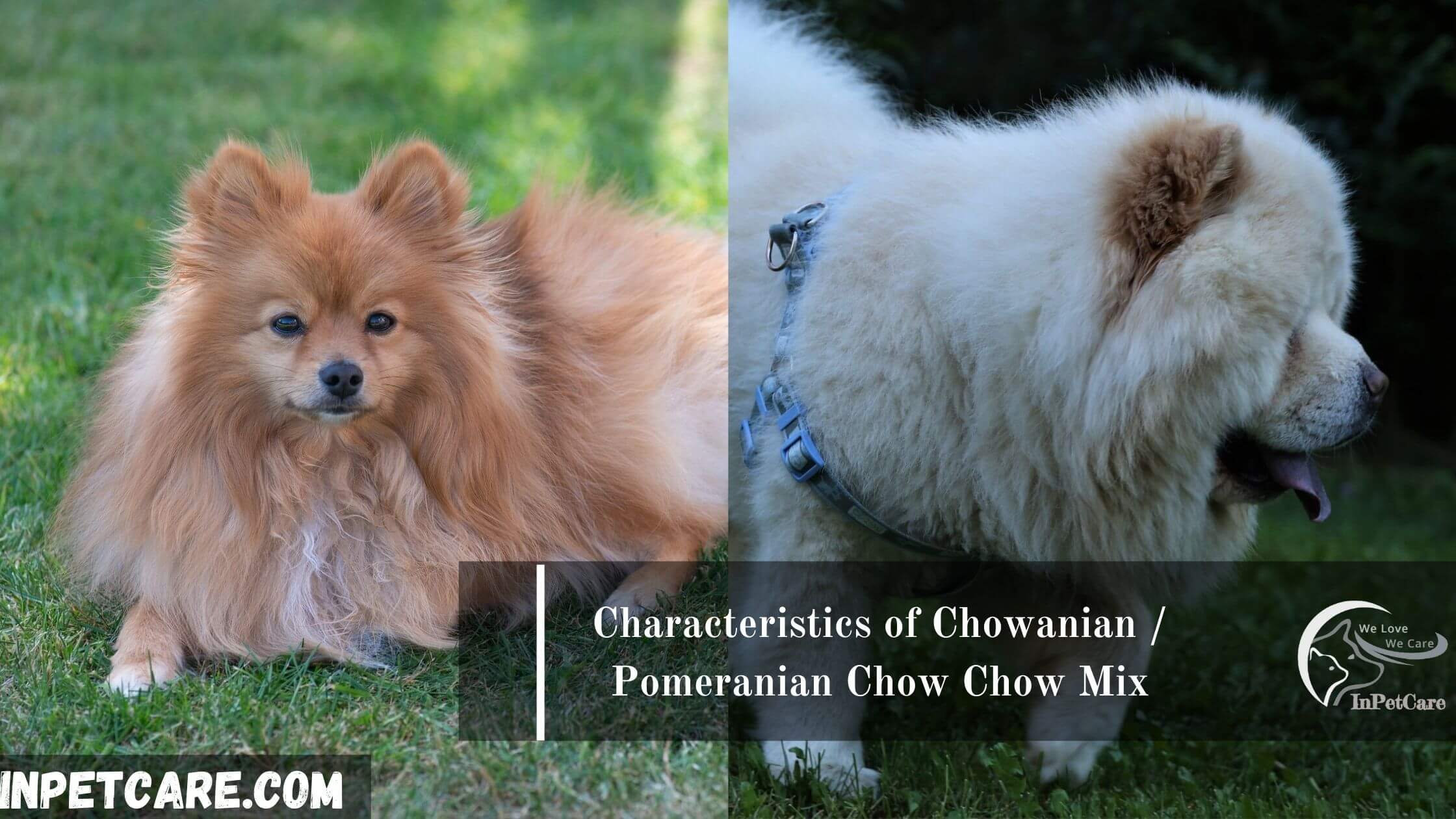 Chow Chow Pomeranian Mix