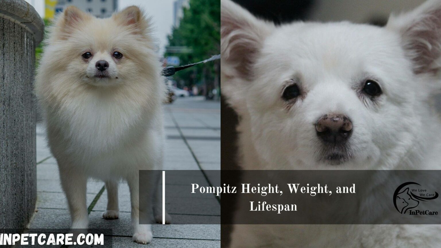 Japanese Spitz Pomeranian Mix: Pictures, Cost, Care