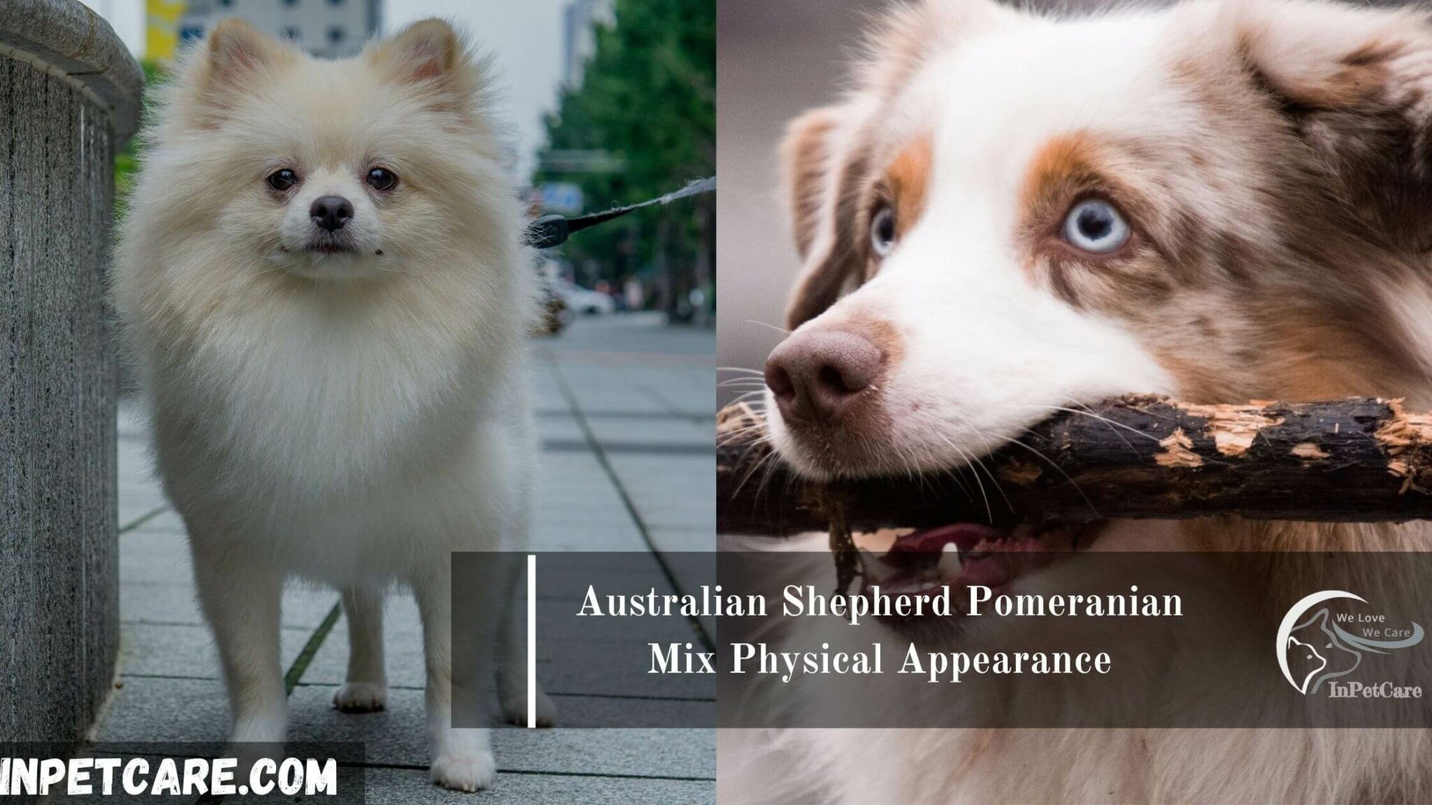 Australian Shepherd Pomeranian Mix: Pictures, Cost To Buy & More