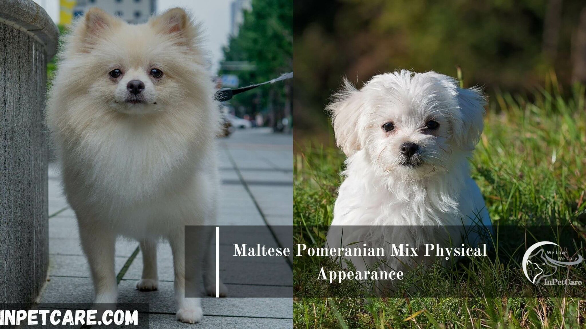 Maltese Pomeranian Mix/MaltiPom: Pictures, Cost To Buy & More