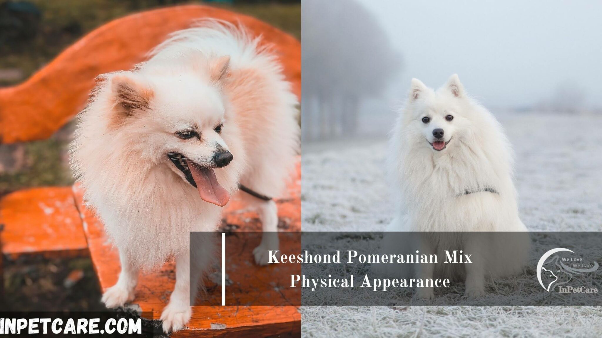 Keeshond Pomeranian Mix: A Complete Guide (With Pictures)