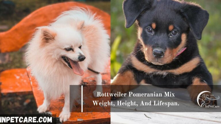 Rottweiler Pomeranian Mix: A Complete Guide (With Pictures)