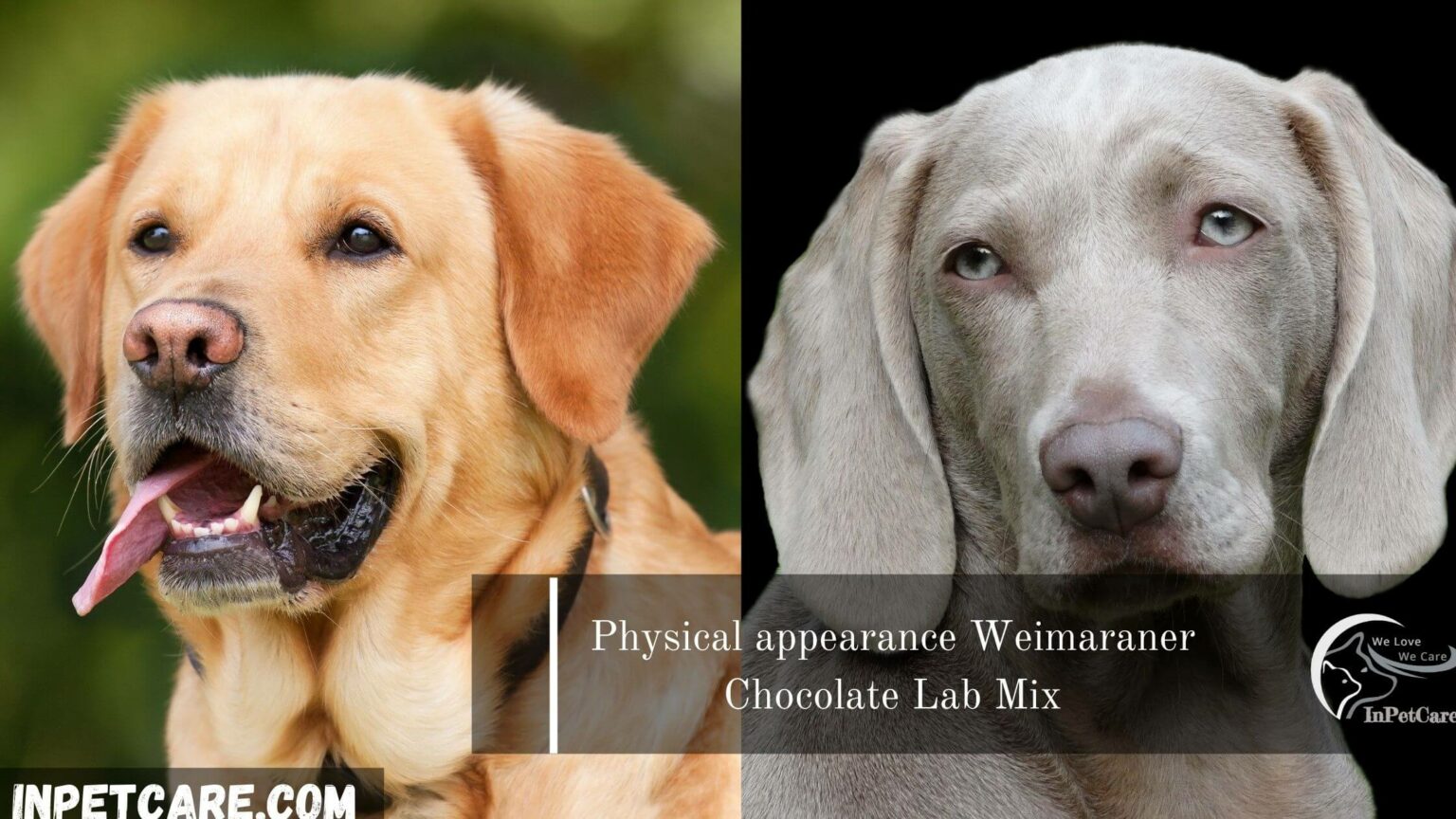 Weimaraner Chocolate Lab Mix: 2023 Guide With Photos