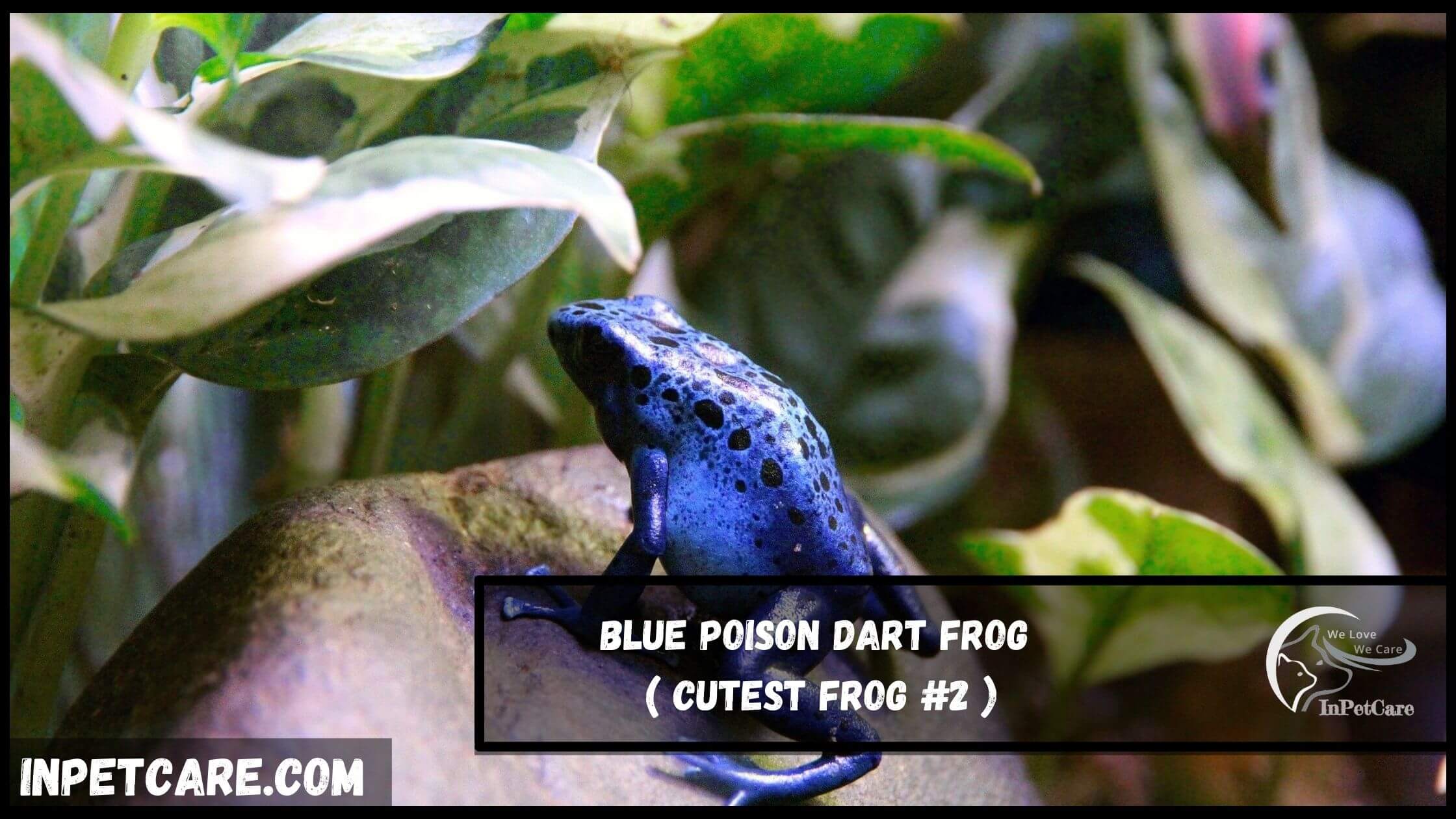 9 Cutest Frog Species With Pictures