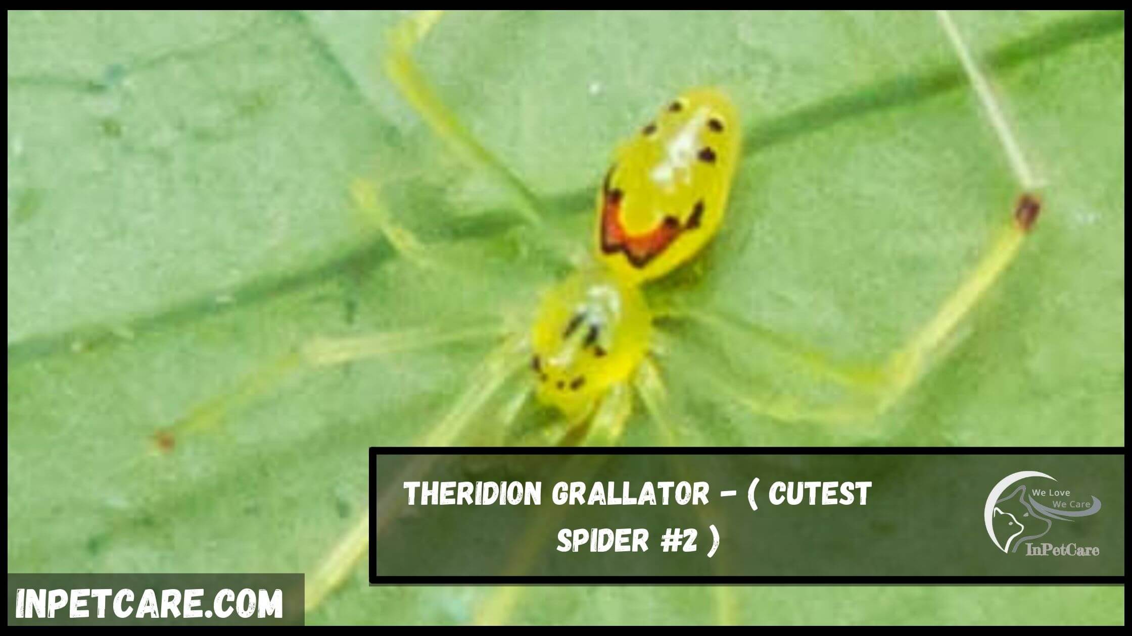 9 Cutest Spider Species With Pictures