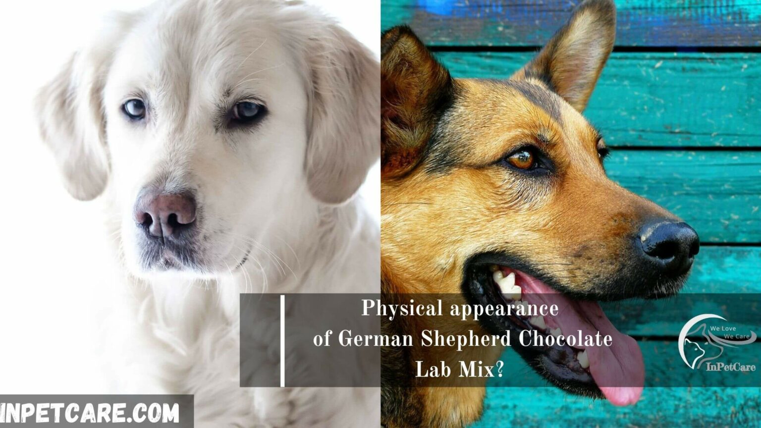 German Shepherd Chocolate Lab Mix: Full Guide With Pictures