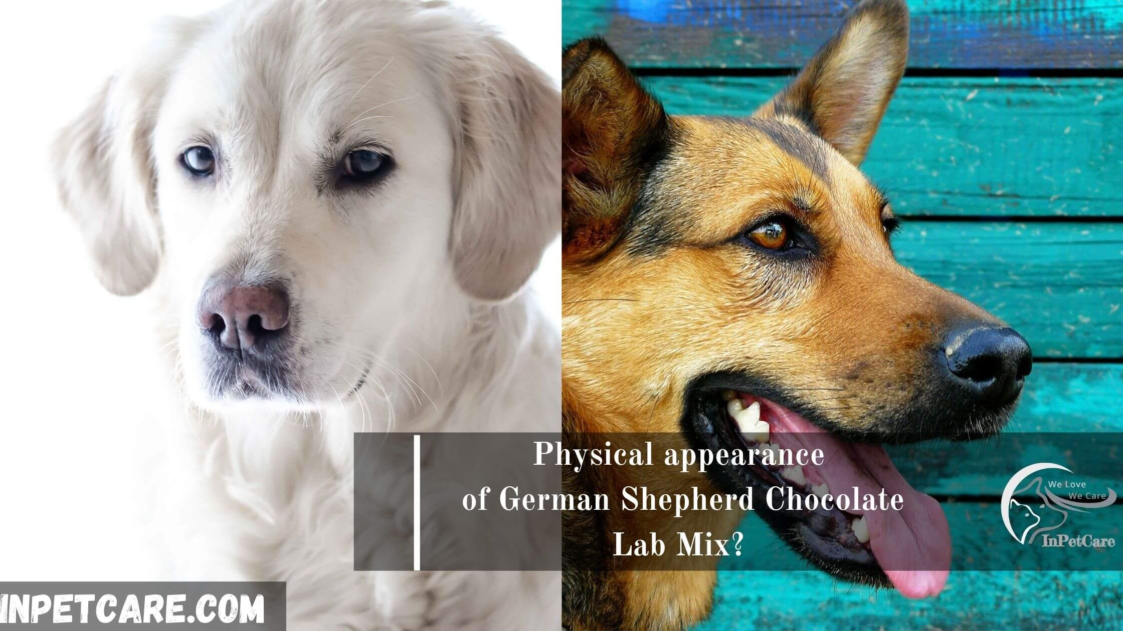 German Shepherd Chocolate Lab Mix: Full Guide With Pictures