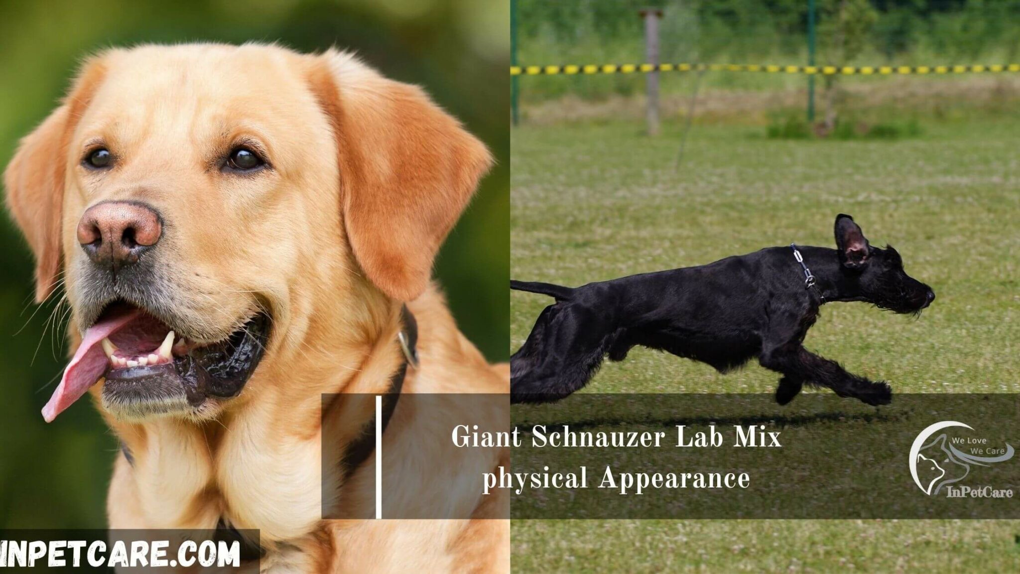 Giant Schnauzer Lab Mix: Cost, Pictures, Care & Many More
