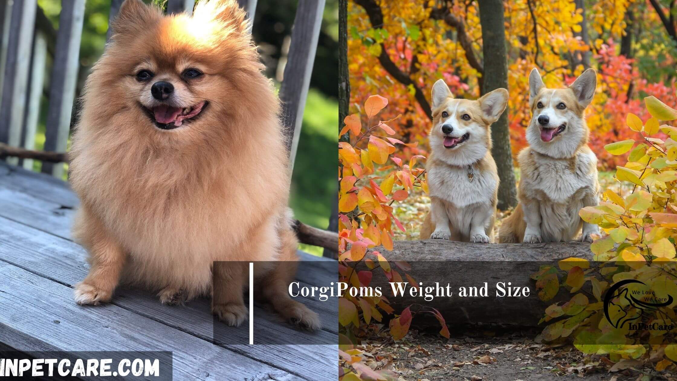 Corgi Pomeranian Mix: Pictures, Care, Cost & More
