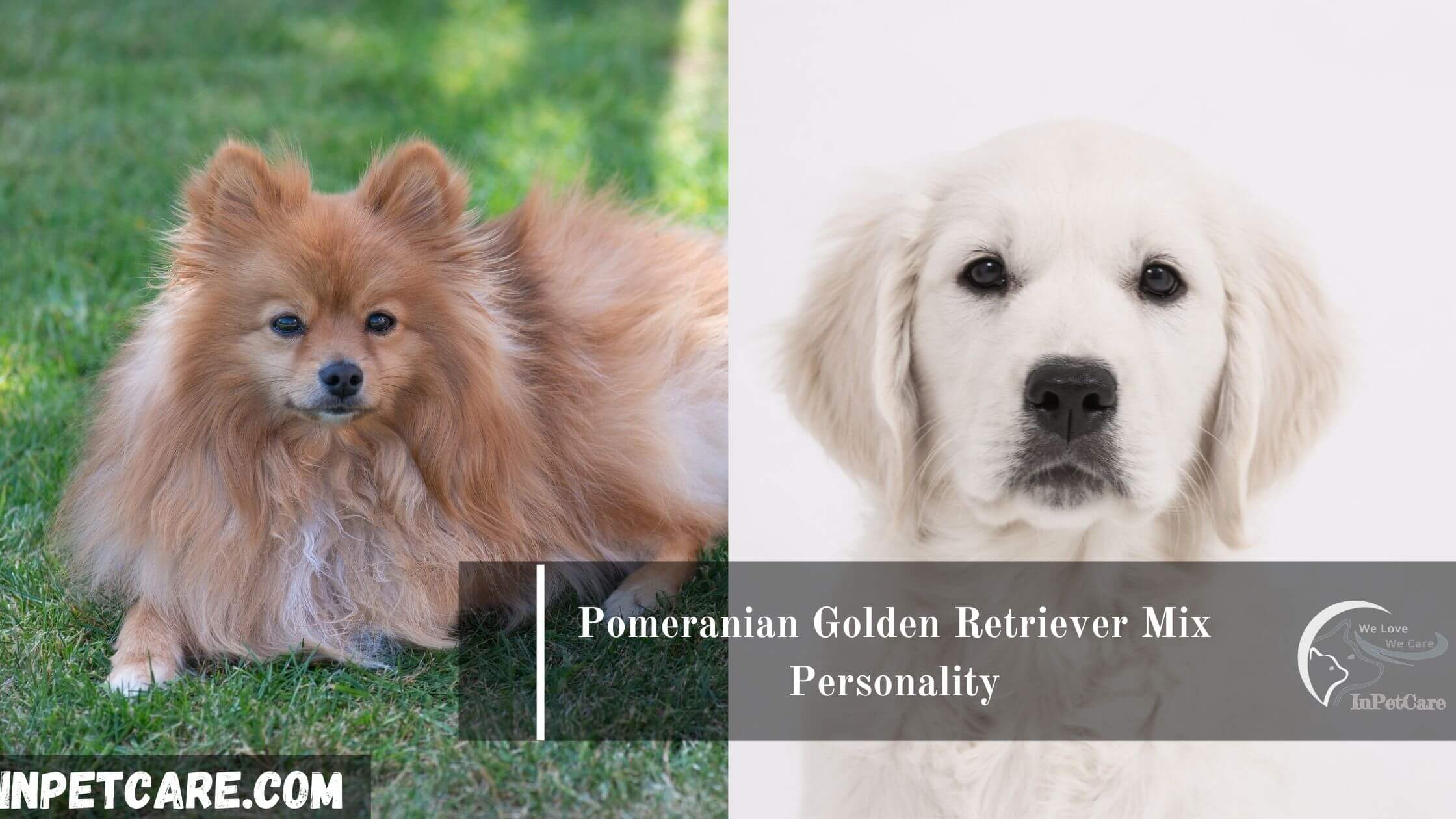 Pomeranian Golden Retriever Mix: A Complete Guide (+Photos)