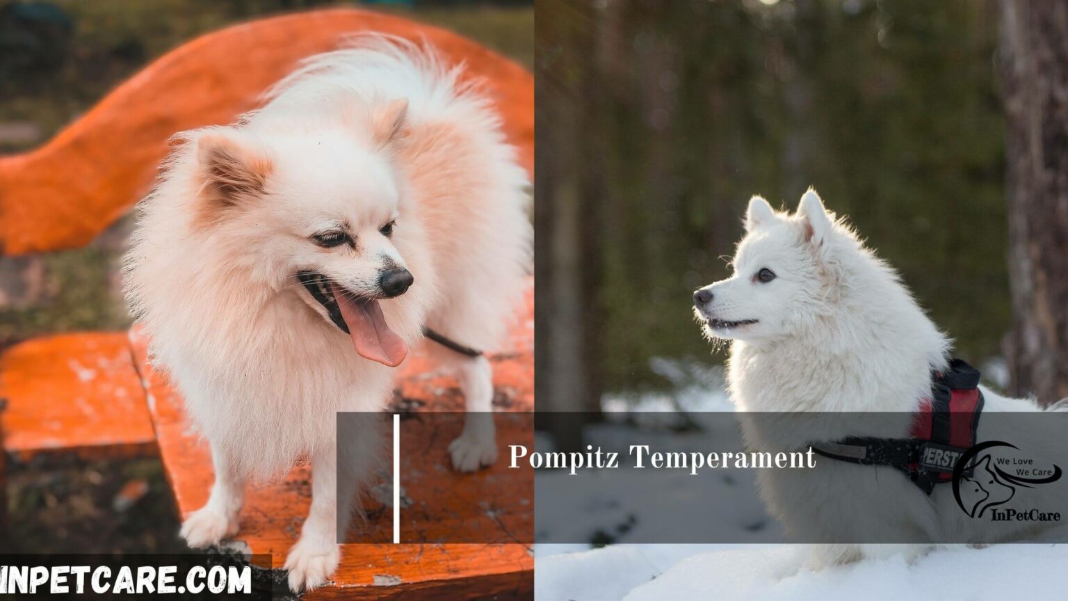 Japanese Spitz Pomeranian Mix: Pictures, Cost, Care