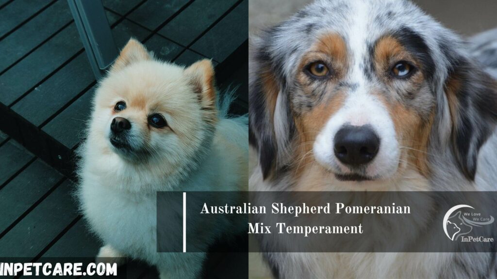 Pomeranian Aussie Mix