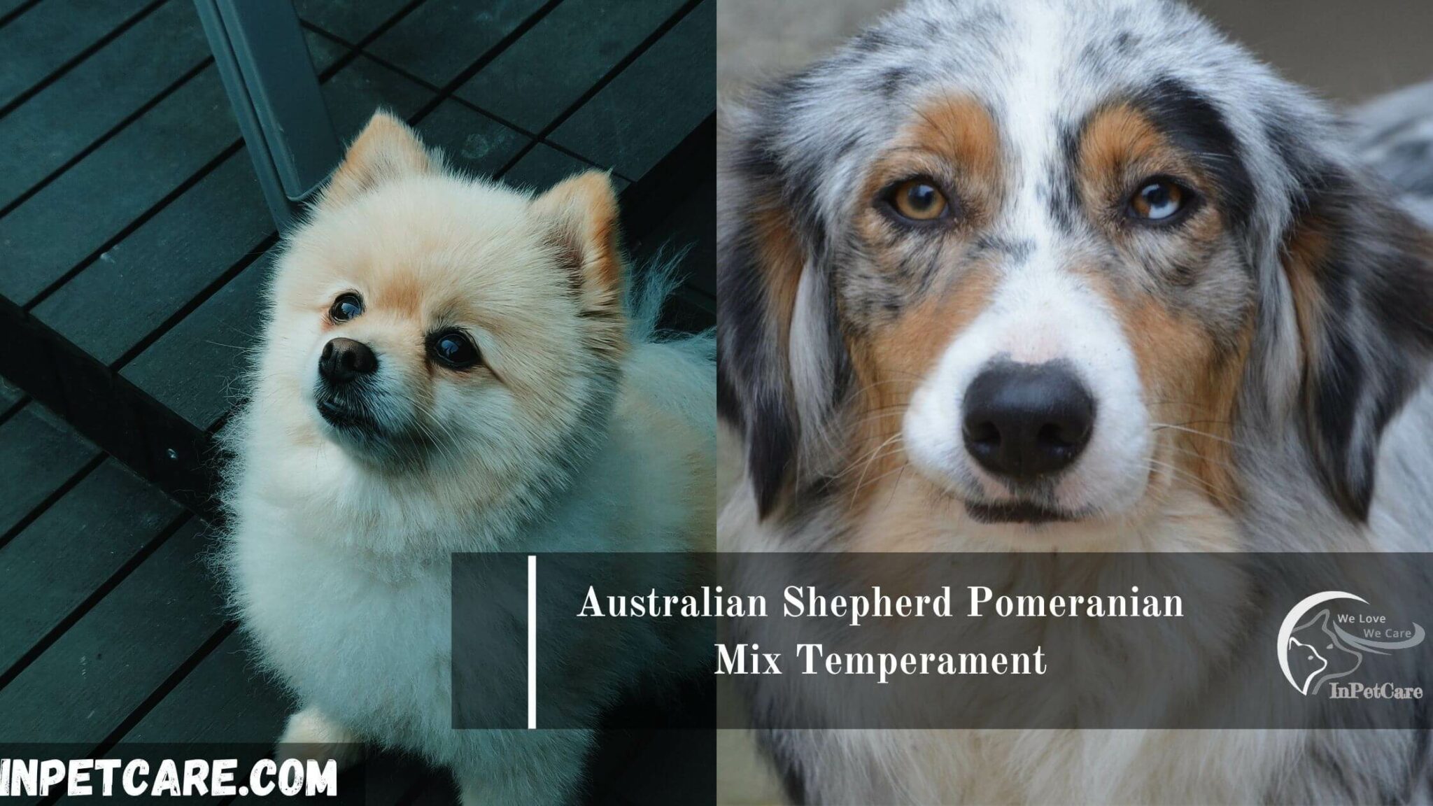 Australian Shepherd Pomeranian Mix: Pictures, Cost To Buy & More